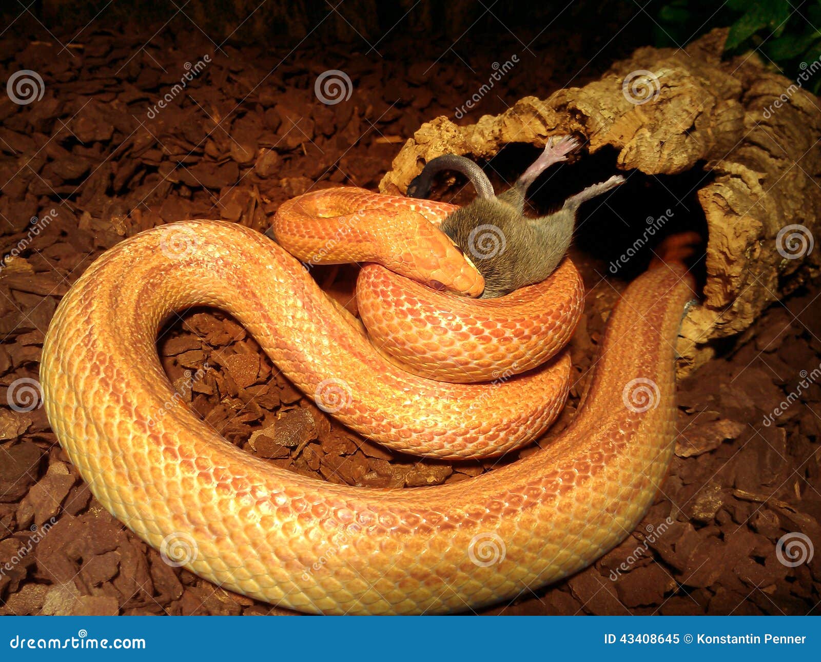 Albino Snake eat a mouse stock image. Image of predatory - 43408645