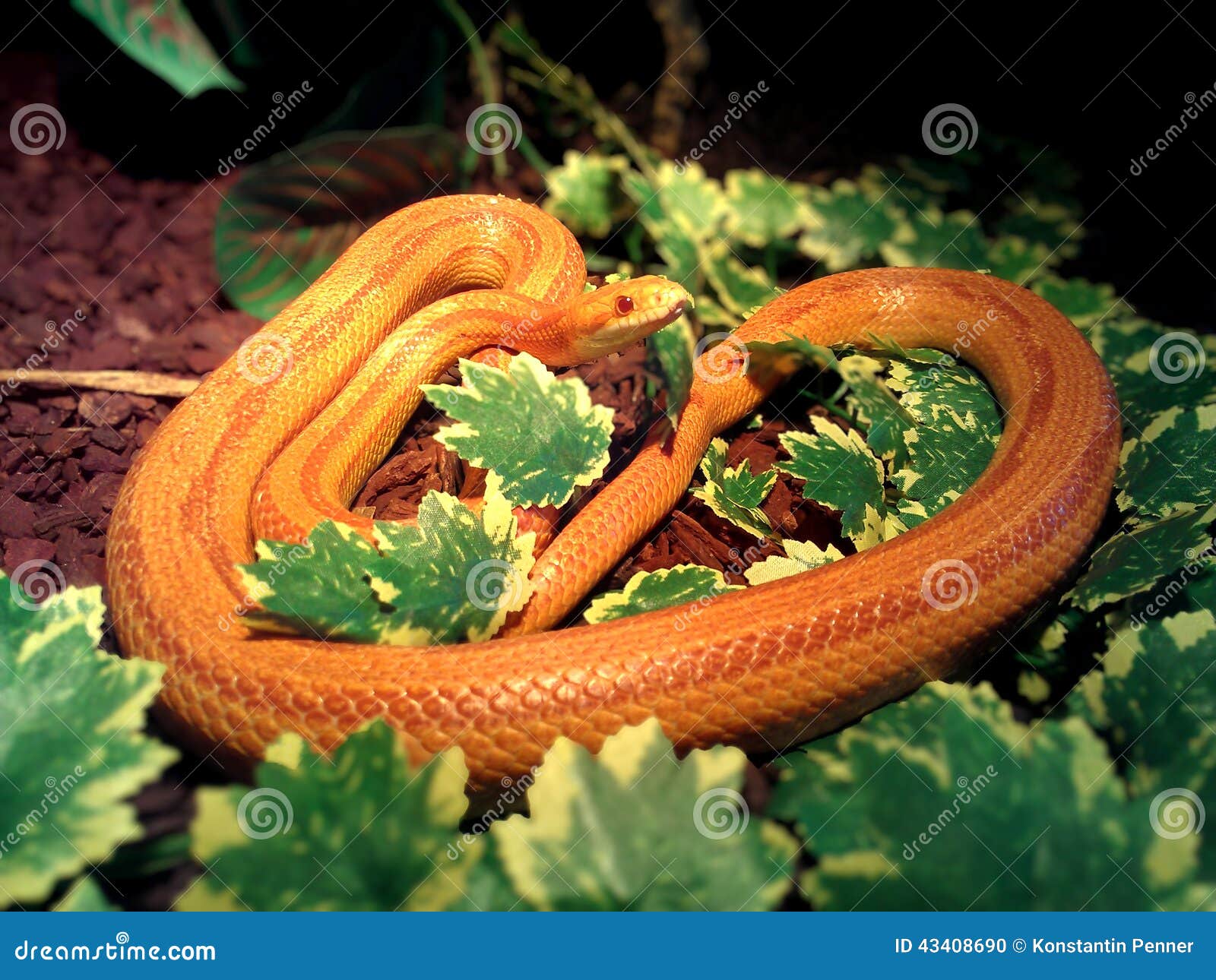 Albino Snake / Grass Snake - Ringelnatter Stock Photo - Image of scary ...