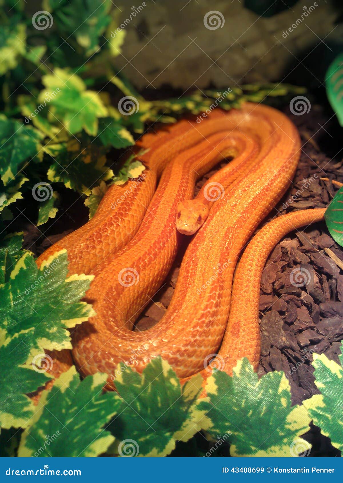 Albino Snake / Grass Snake - Ringelnatter Stock Image - Image of ...