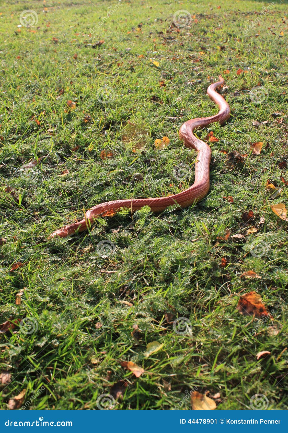 Albino Snake / Grass Snake - Ringelnatter Stock Image - Image of python ...