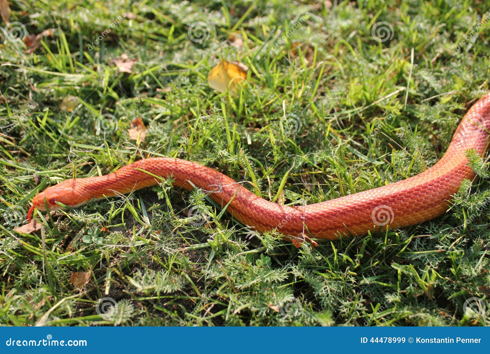 Albino Snake / Grass Snake - Ringelnatter Stock Image - Image of ...