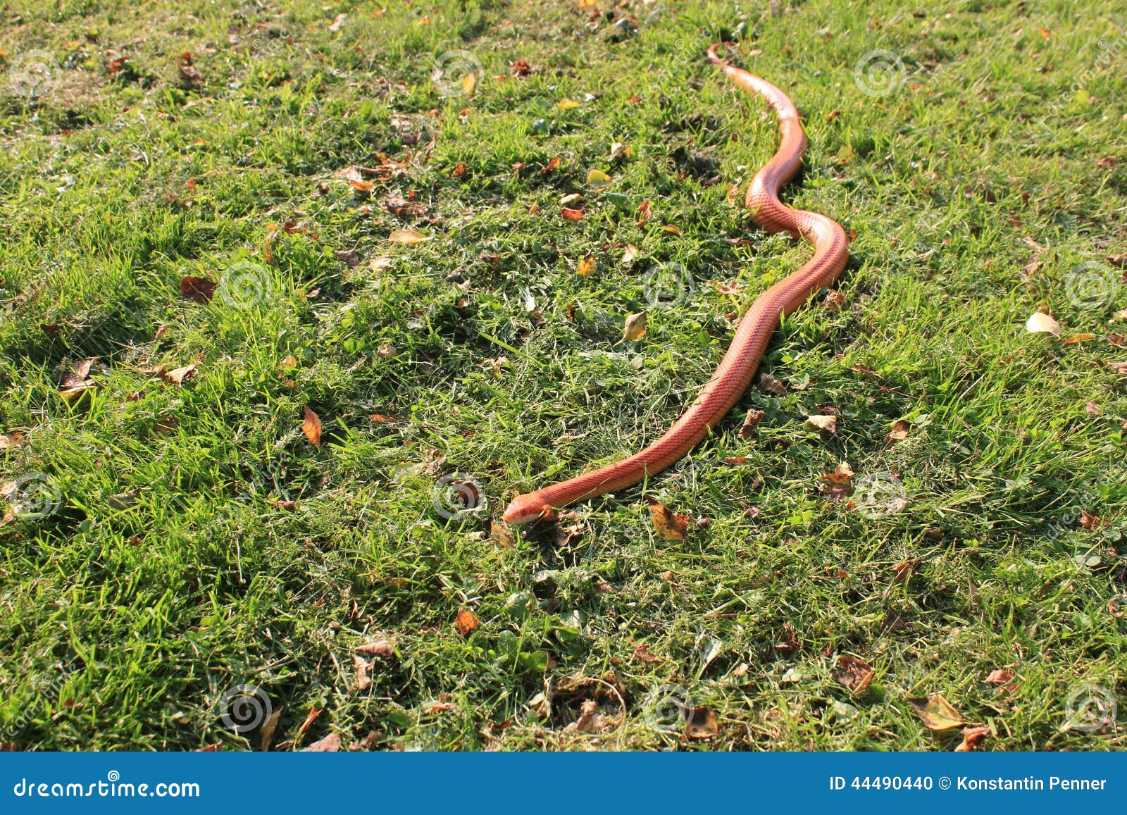 Albino Snake / Grass Snake - Ringelnatter Stock Photo - Image of ...