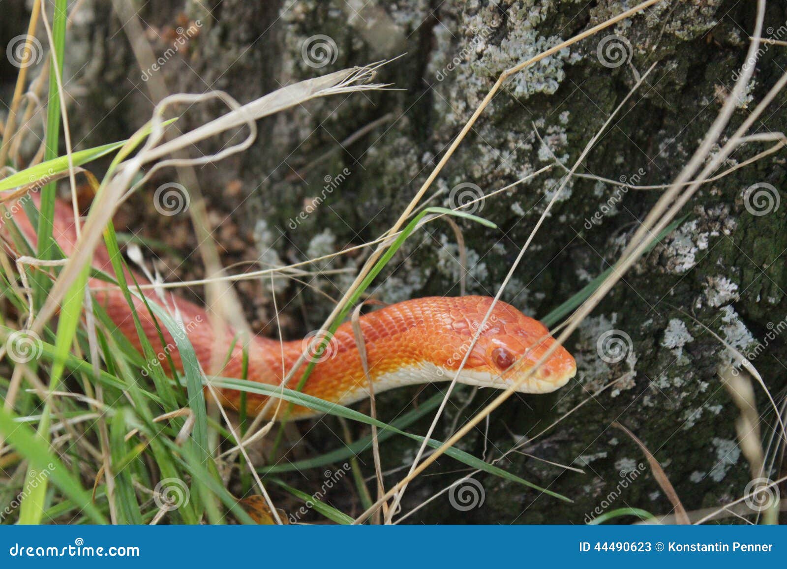 Albino Snake / Grass Snake - Ringelnatter Stock Image - Image of ...