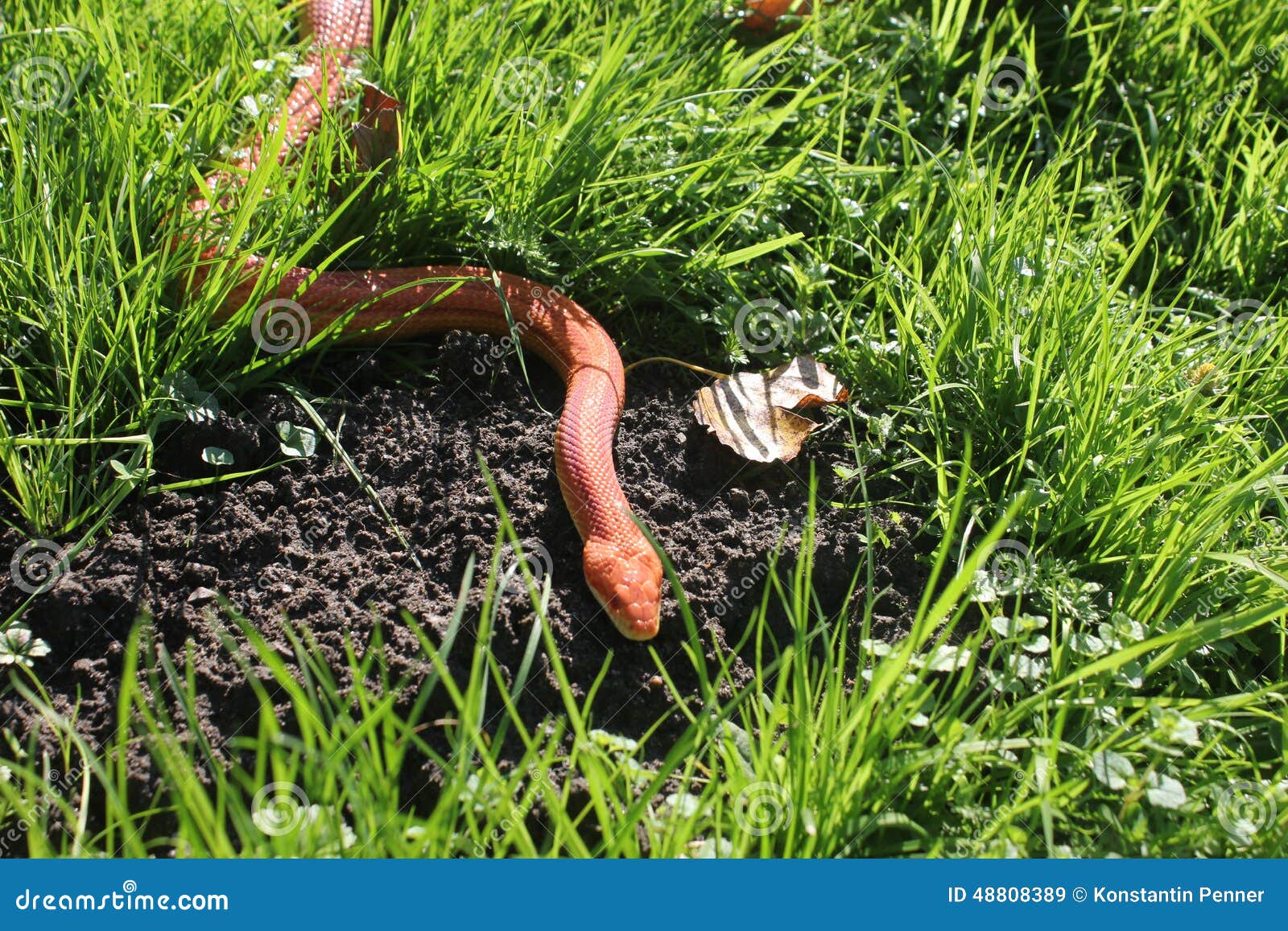 Albino Snake - Grass Snake - Ringelnatter on Grass Stock Image - Image ...