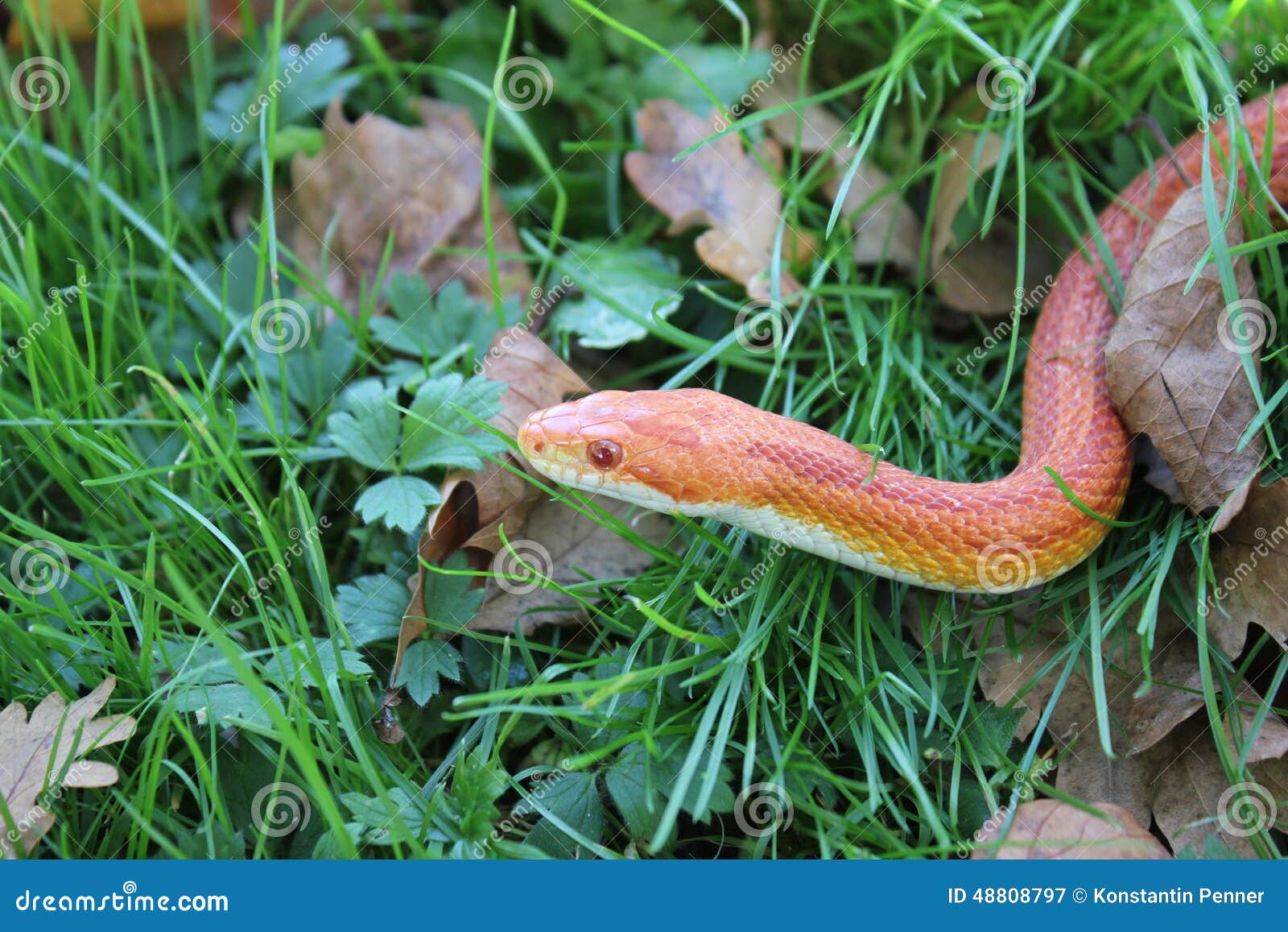 Albino Snake - Grass Snake - Ringelnatter on Grass Stock Image - Image ...