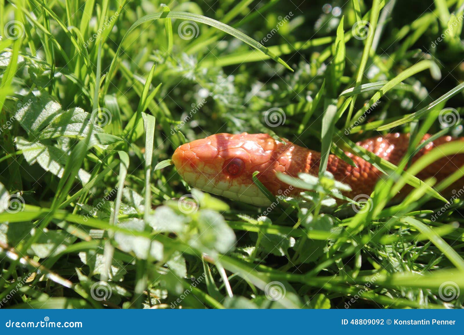 Albino Snake - Grass Snake - Ringelnatter on Grass Stock Photo - Image ...