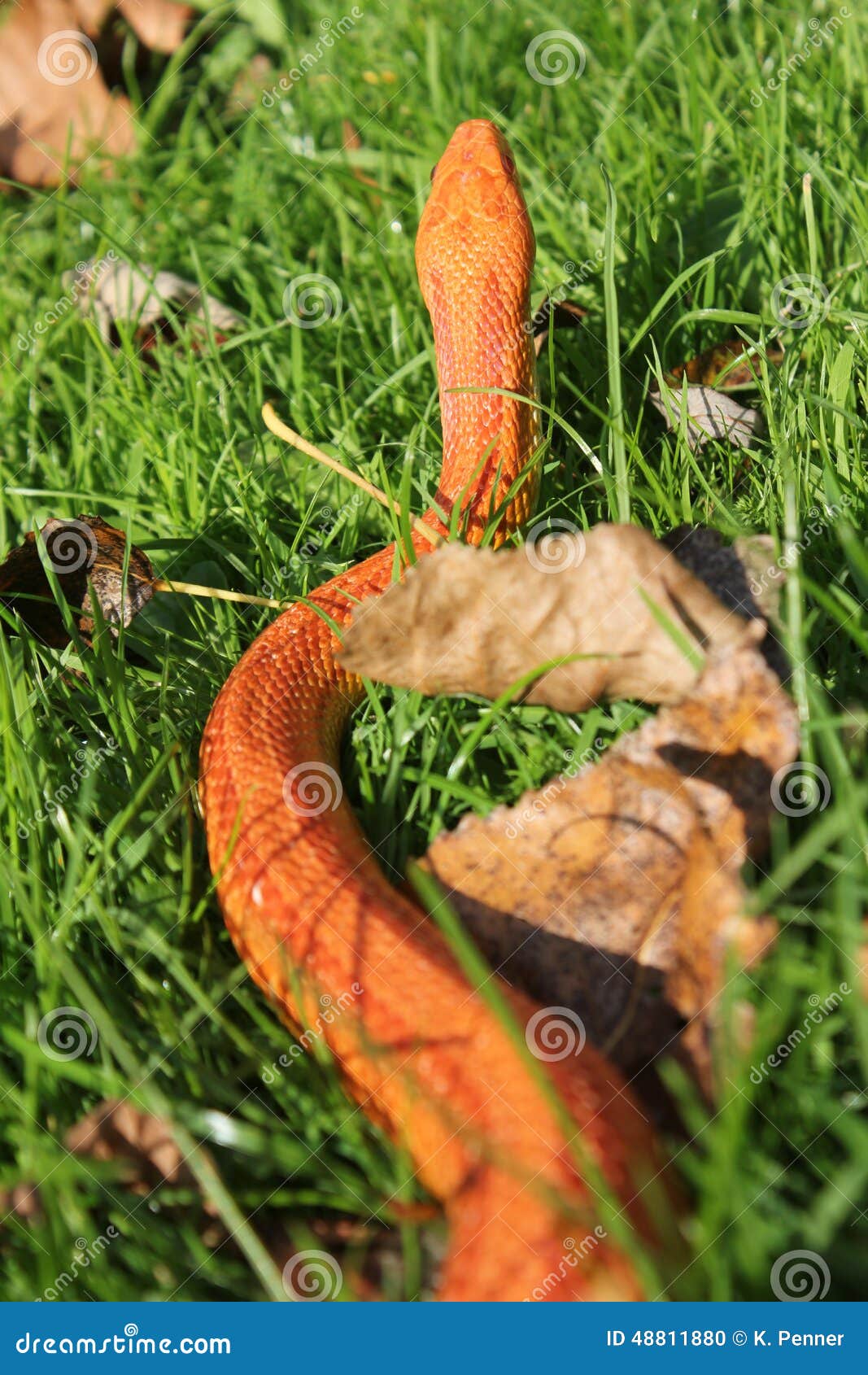 A Albino Snake - Grass Snake - Ringelnatter on Grass Stock Photo ...
