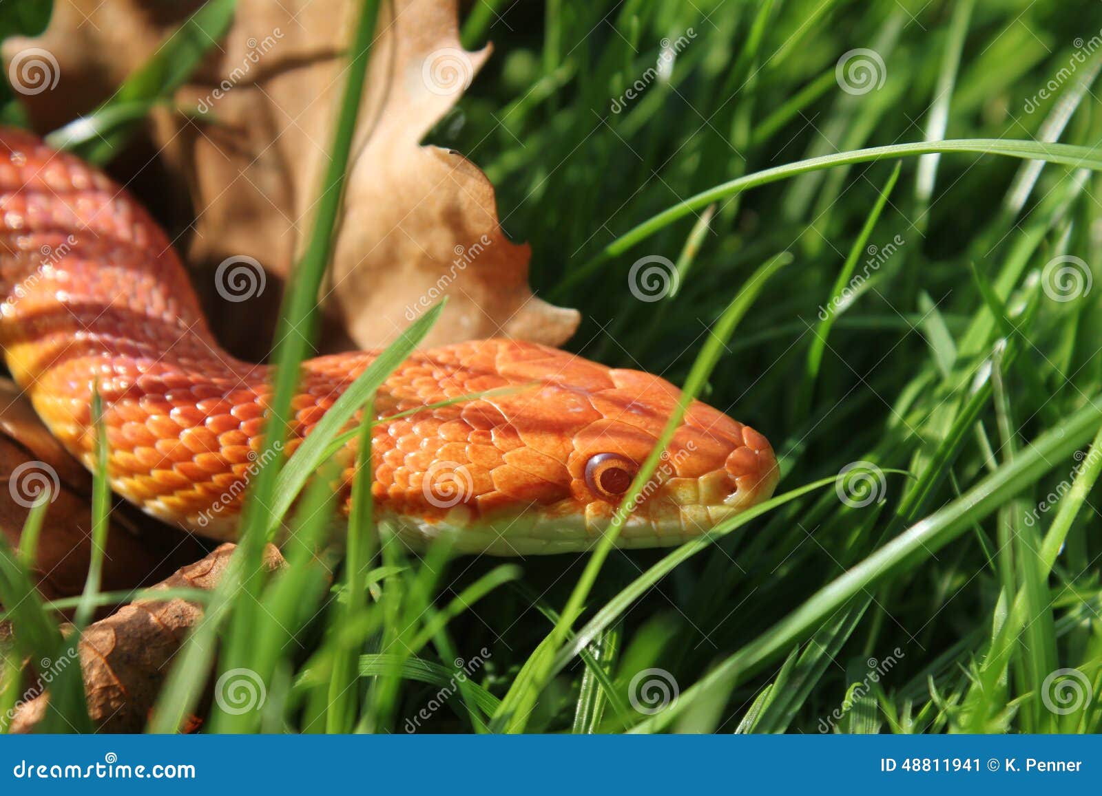 A Albino Snake - Grass Snake - Ringelnatter on Grass Stock Image ...