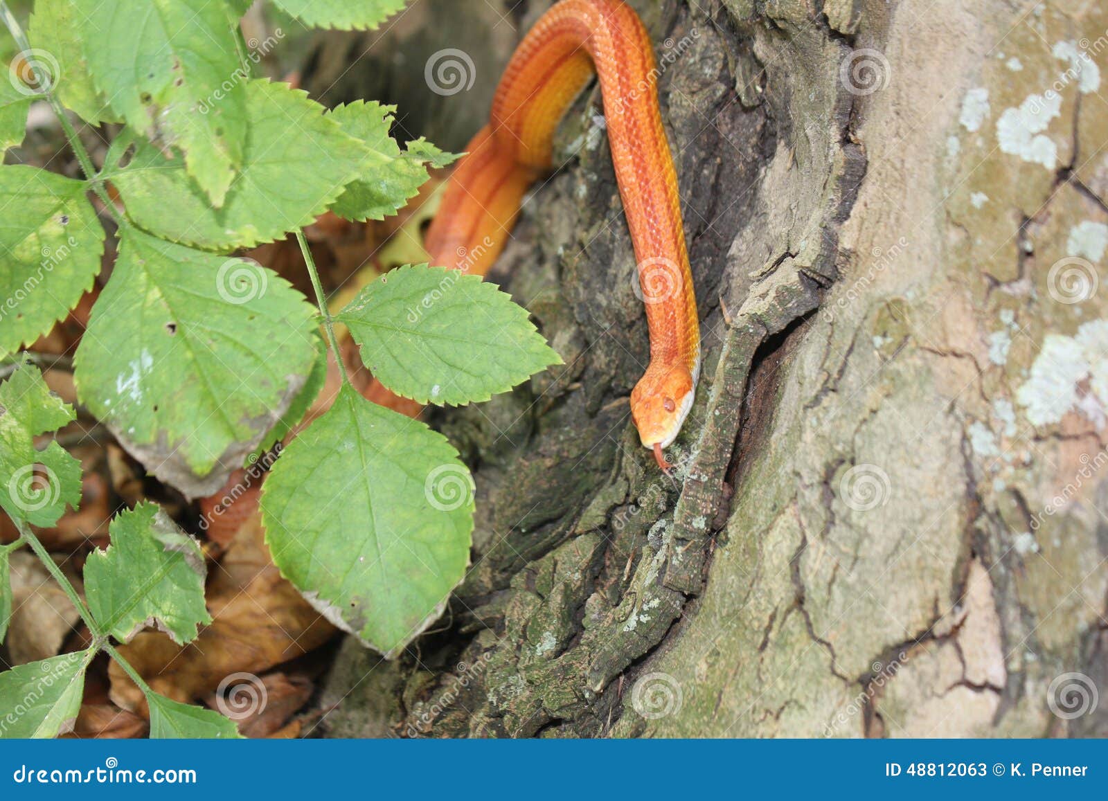 Albino Snake - Grass Snake - Ringelnatter on Tree Stock Image - Image ...
