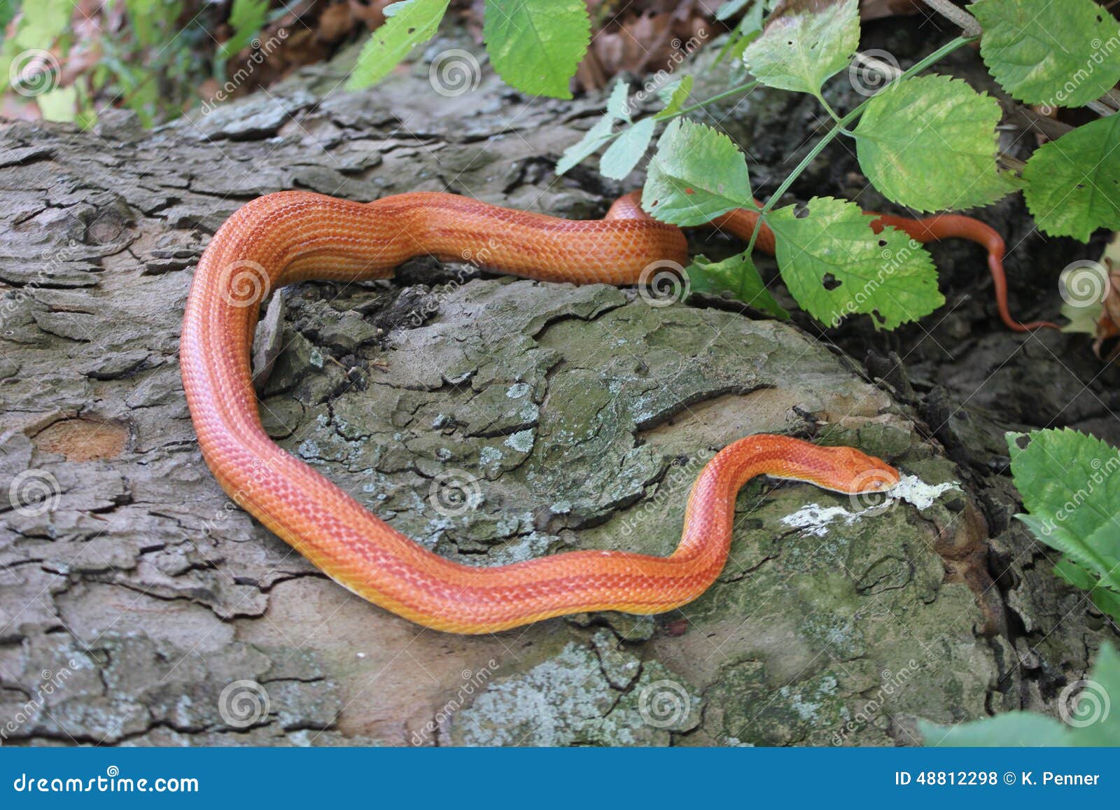 Albino Snake - Grass Snake - Ringelnatter on Tree Stock Photo - Image ...