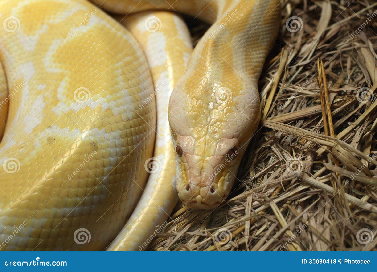 Albino snake stock photo. Image of background, wildlife - 35080418