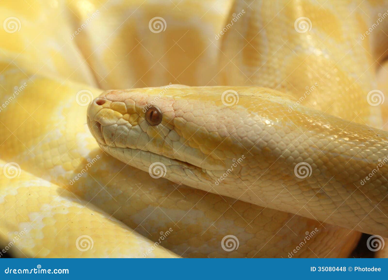 Albino snake stock photo. Image of albino, white, nature - 35080448