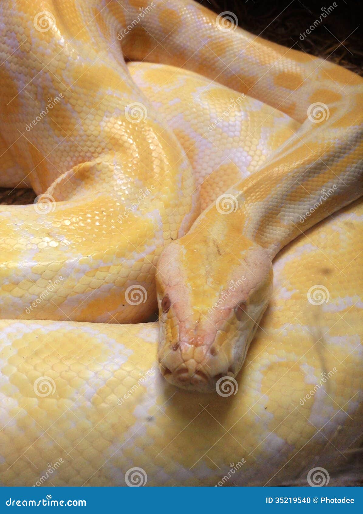 Albino snake stock photo. Image of danger, curve, reptile - 35219540