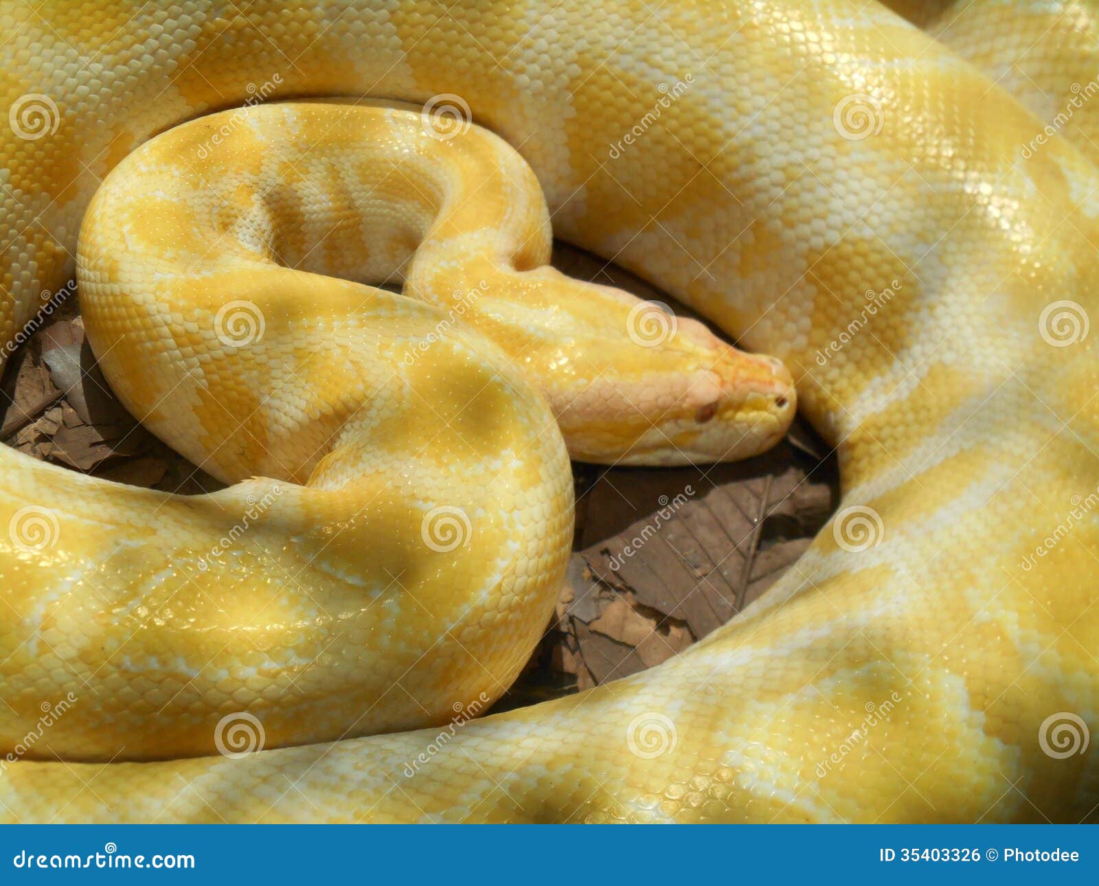 Albino snake stock photo. Image of sinister, animal, zoology - 35403326