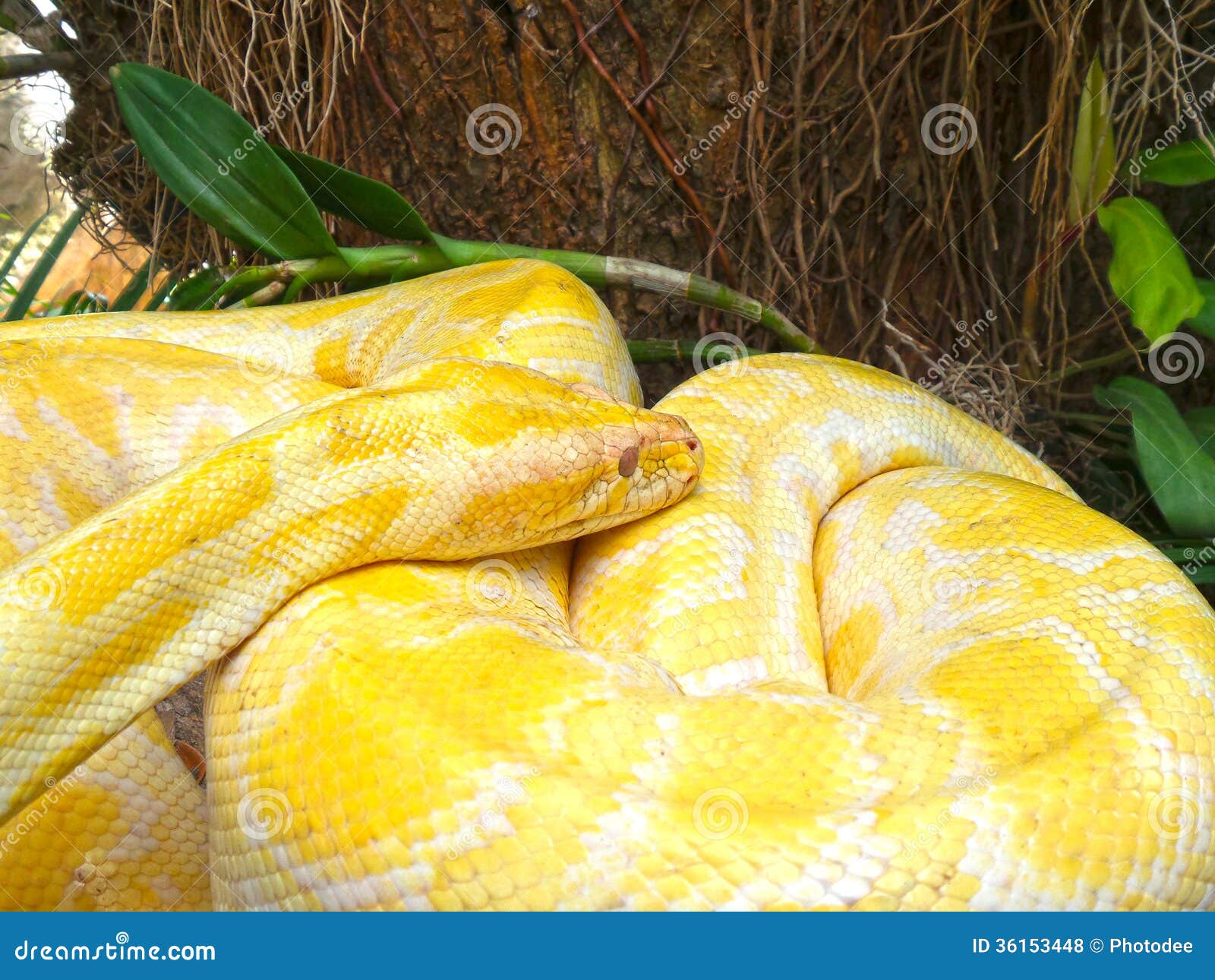 Albino snake stock photo. Image of head, white, sinister - 36153448