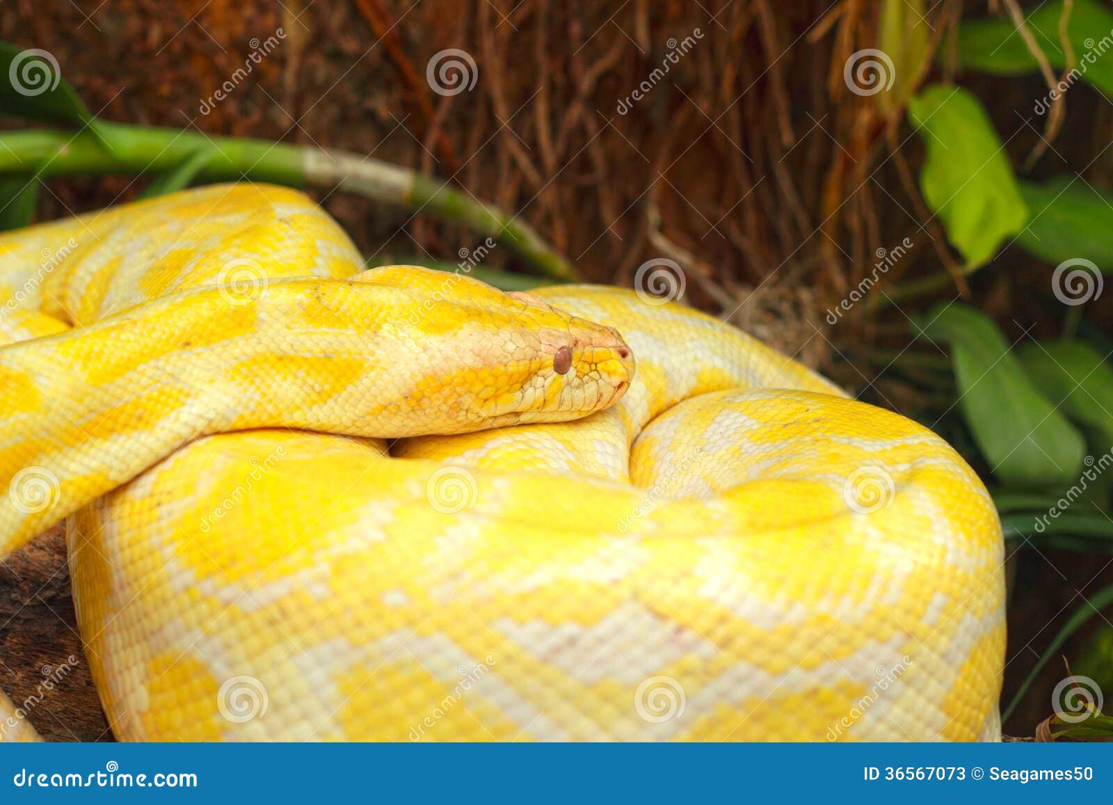 Albino snake on the nature stock image. Image of zoology - 36567073
