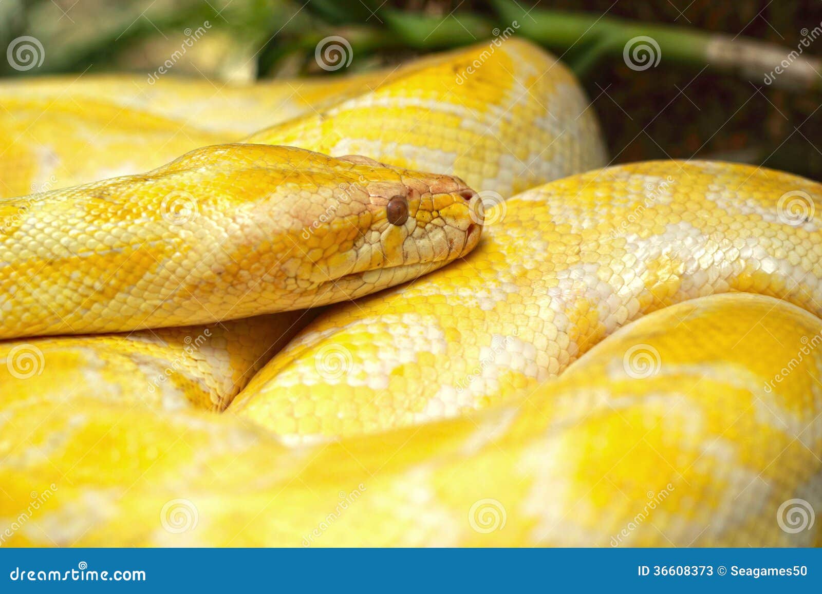 Albino snake on the nature stock image. Image of head - 36608373