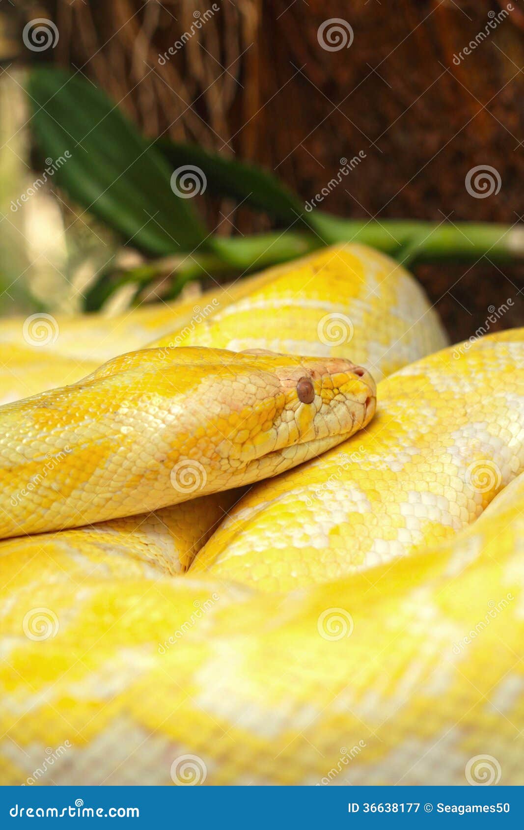 Albino snake on the nature stock image. Image of zoology - 36638177