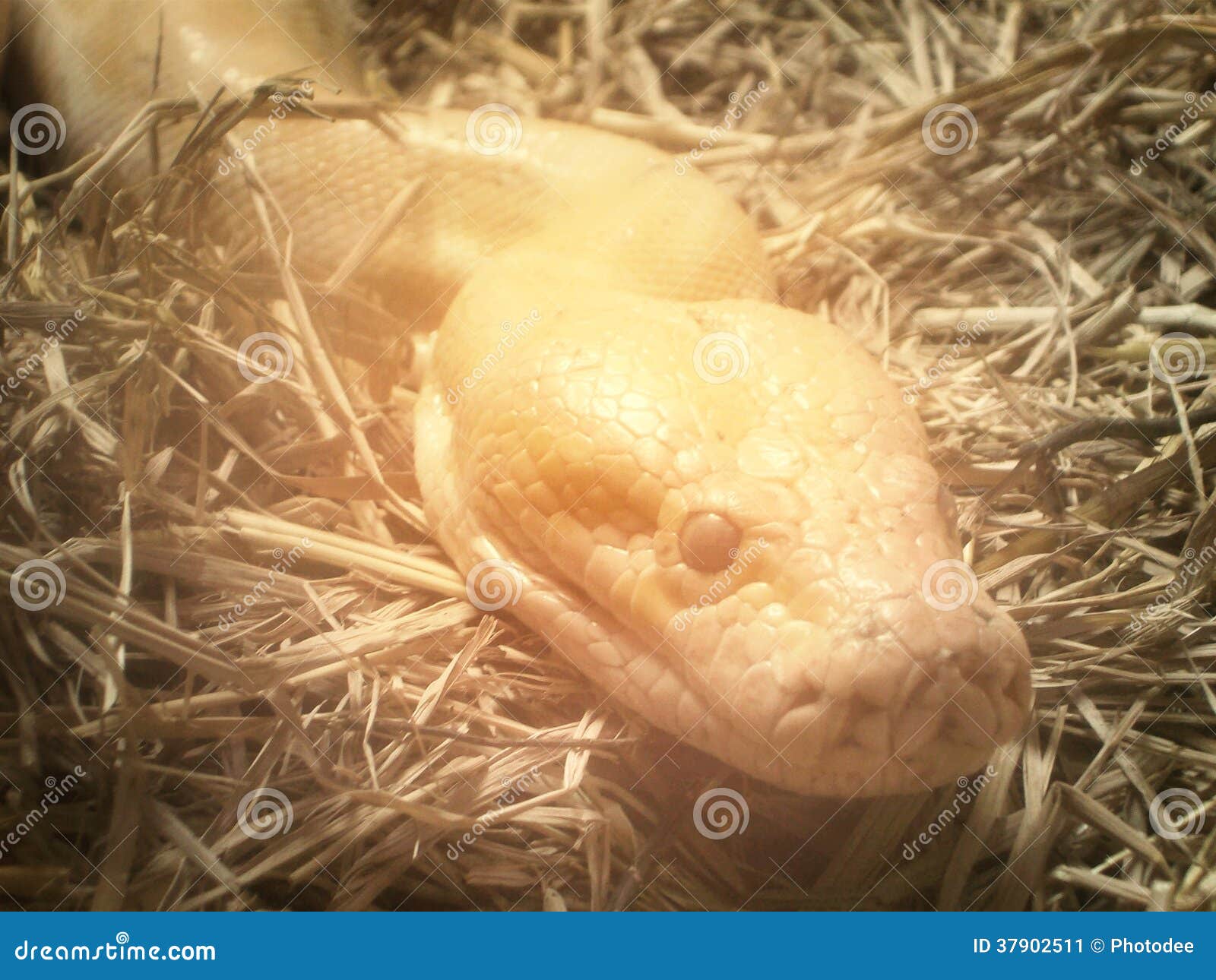 Albino snake stock image. Image of head, albino, brown - 37902511