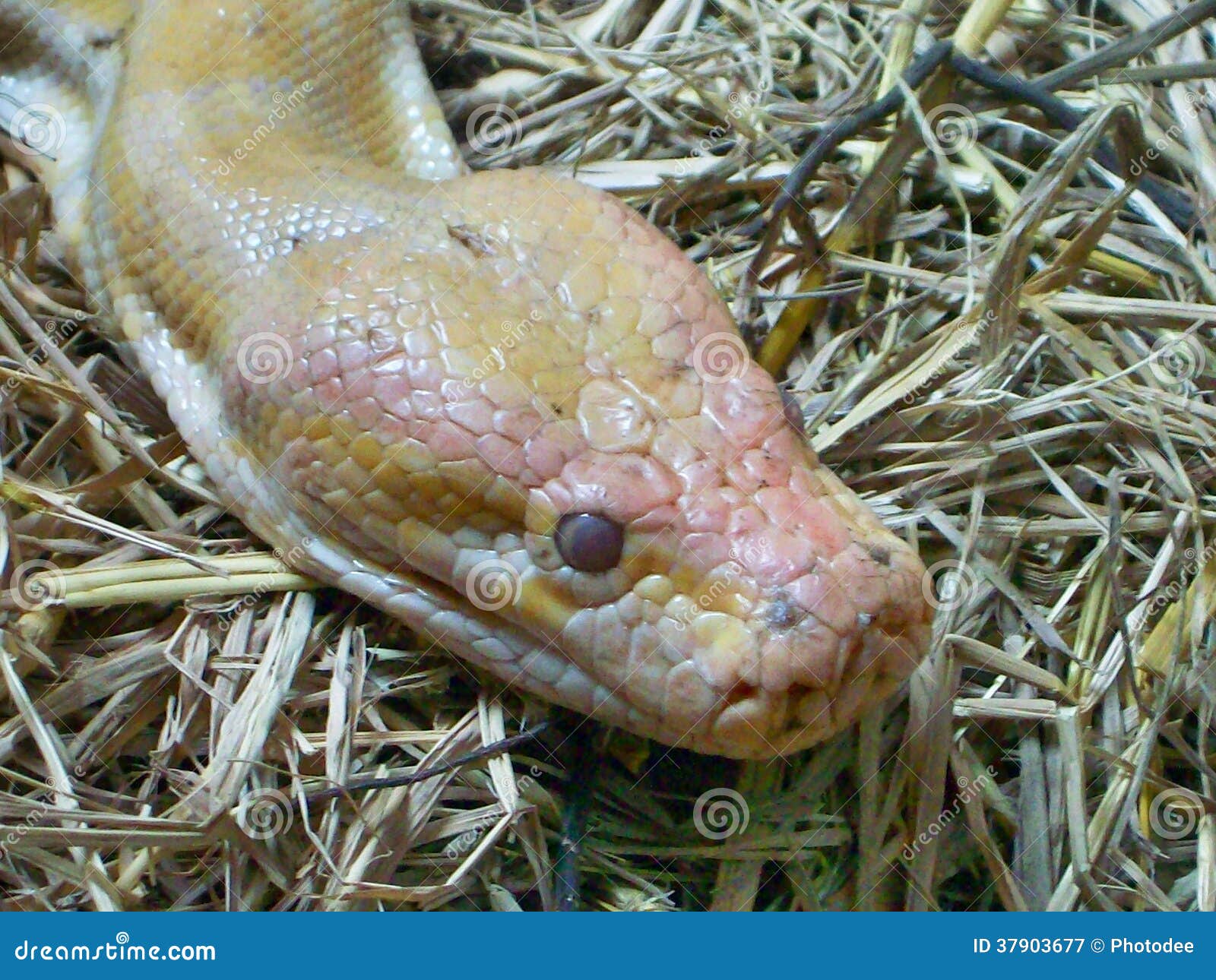Albino snake stock image. Image of albino, brown, white - 37903677