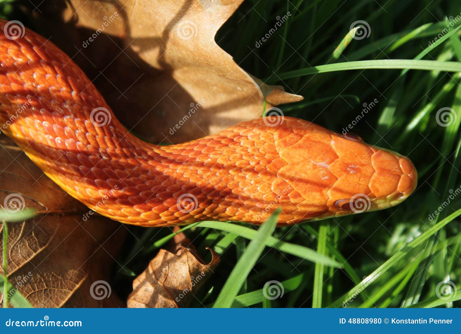 Albino Snake - Serpente De Grama - Ringelnatter Na Grama Foto de Stock ...