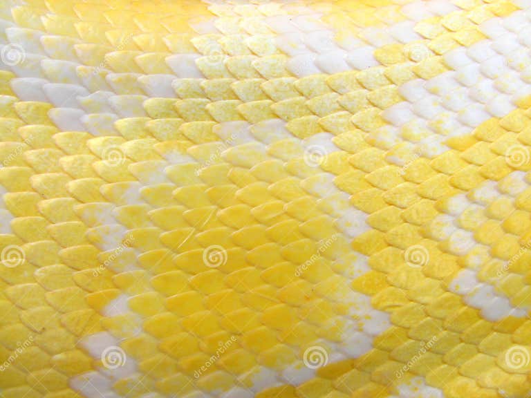 Albino Snake Skin Pattern stock photo. Image of pattern - 8545436