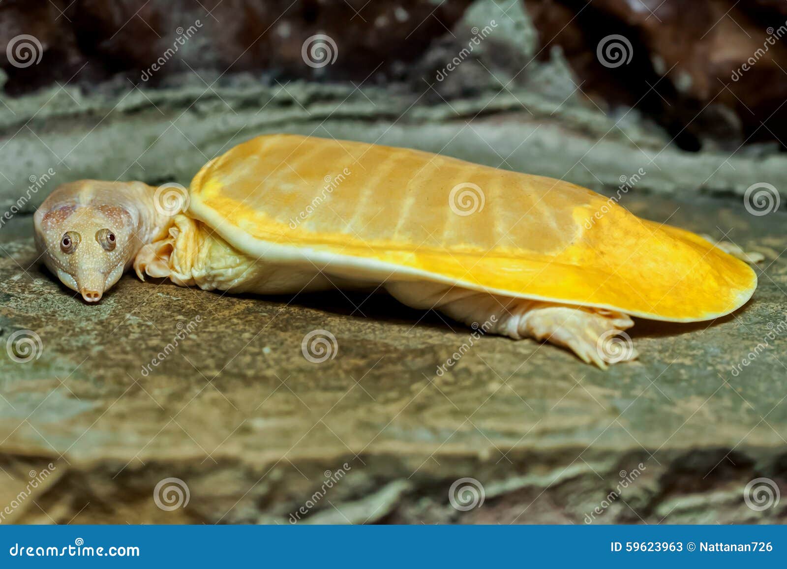 Leucistic Alligator Snapping Turtle