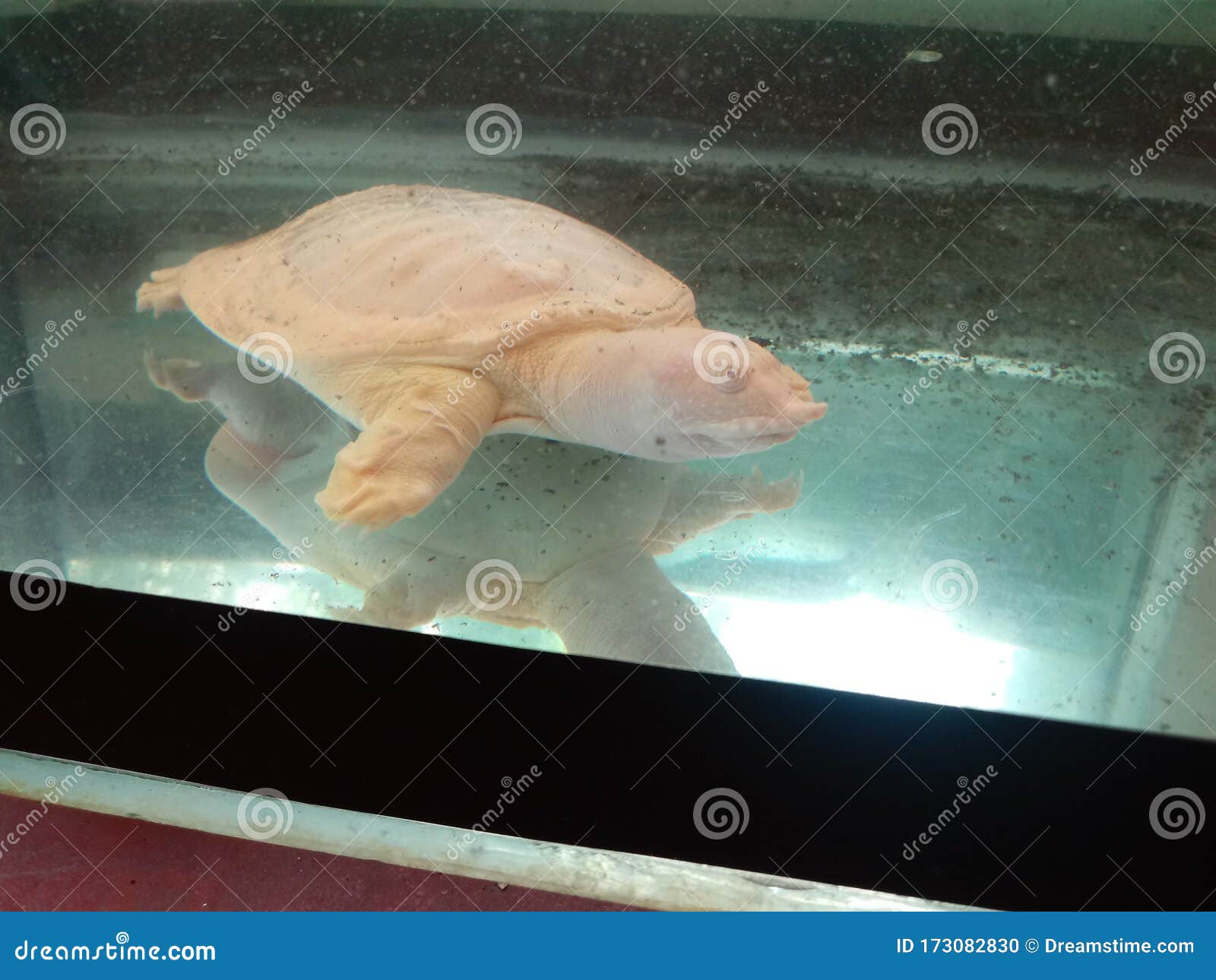 Albino soft shell turtle stock photo. Image of albino - 173082830