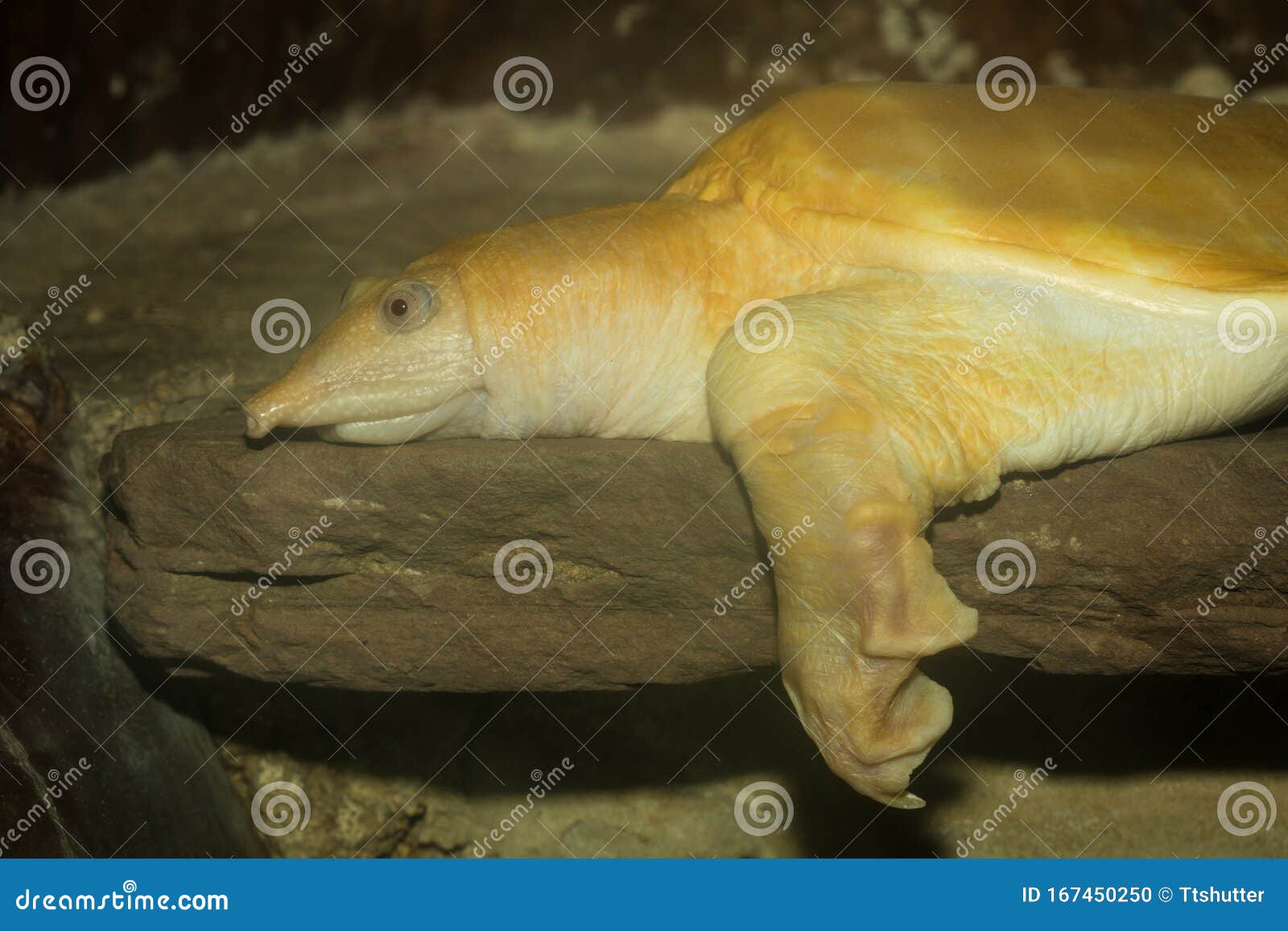 Albino soft-shelled turtle stock photo. Image of life - 167450250