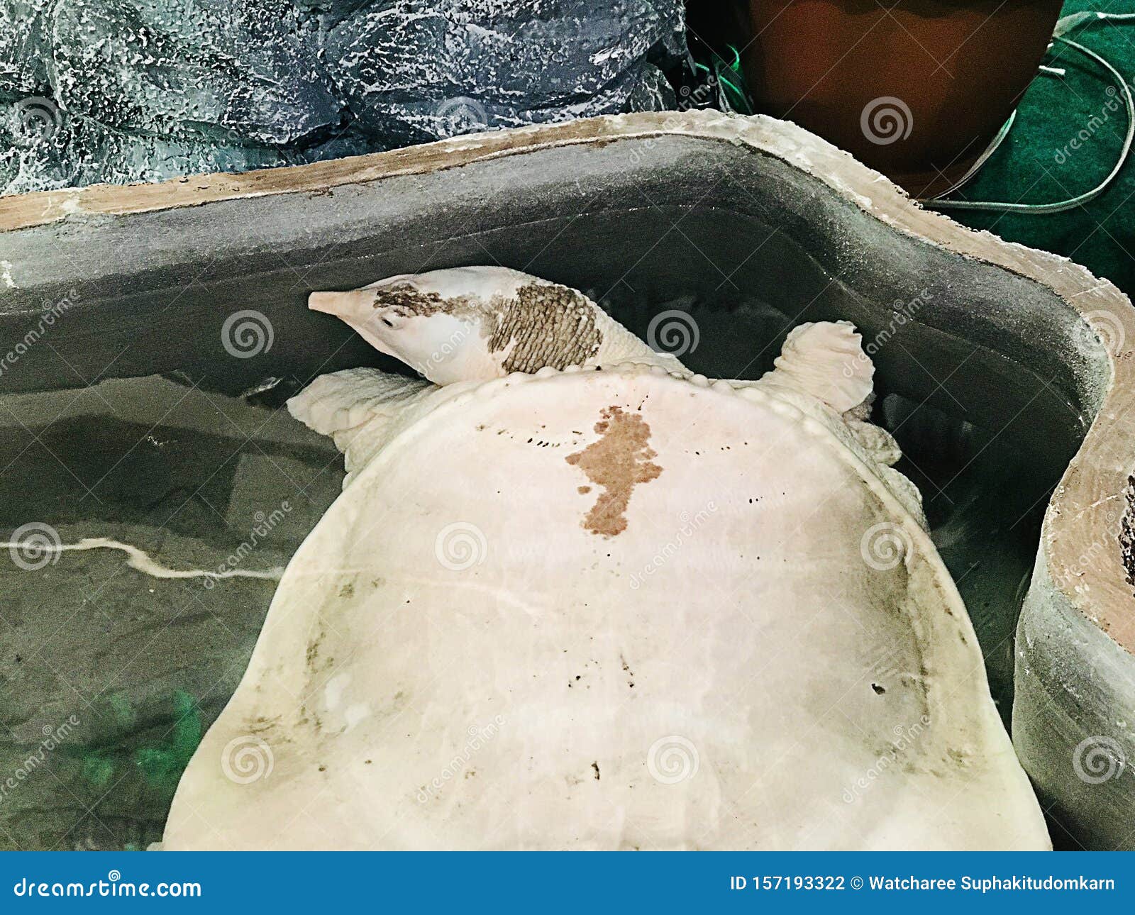 Albino softshell turtle. stock photo. Image of feet - 157193322