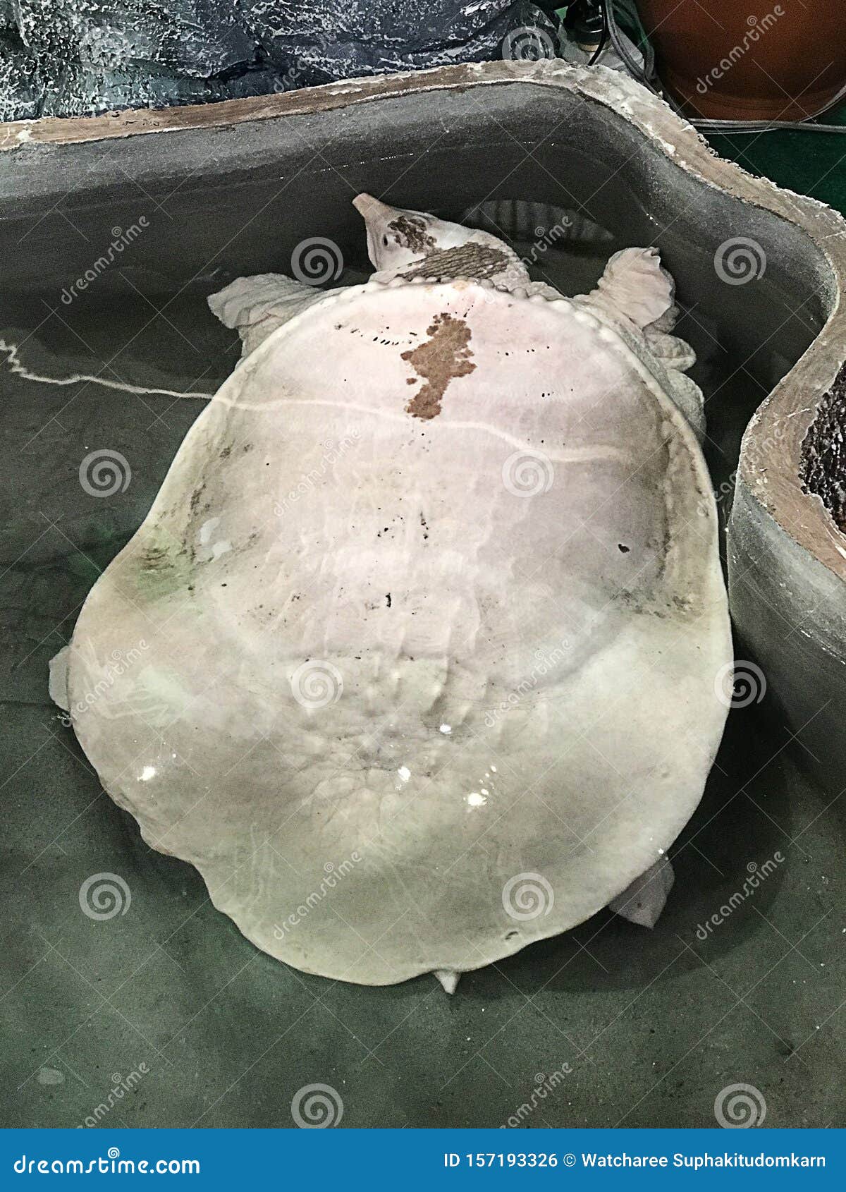 Albino softshell turtle. stock photo. Image of carapace - 157193326