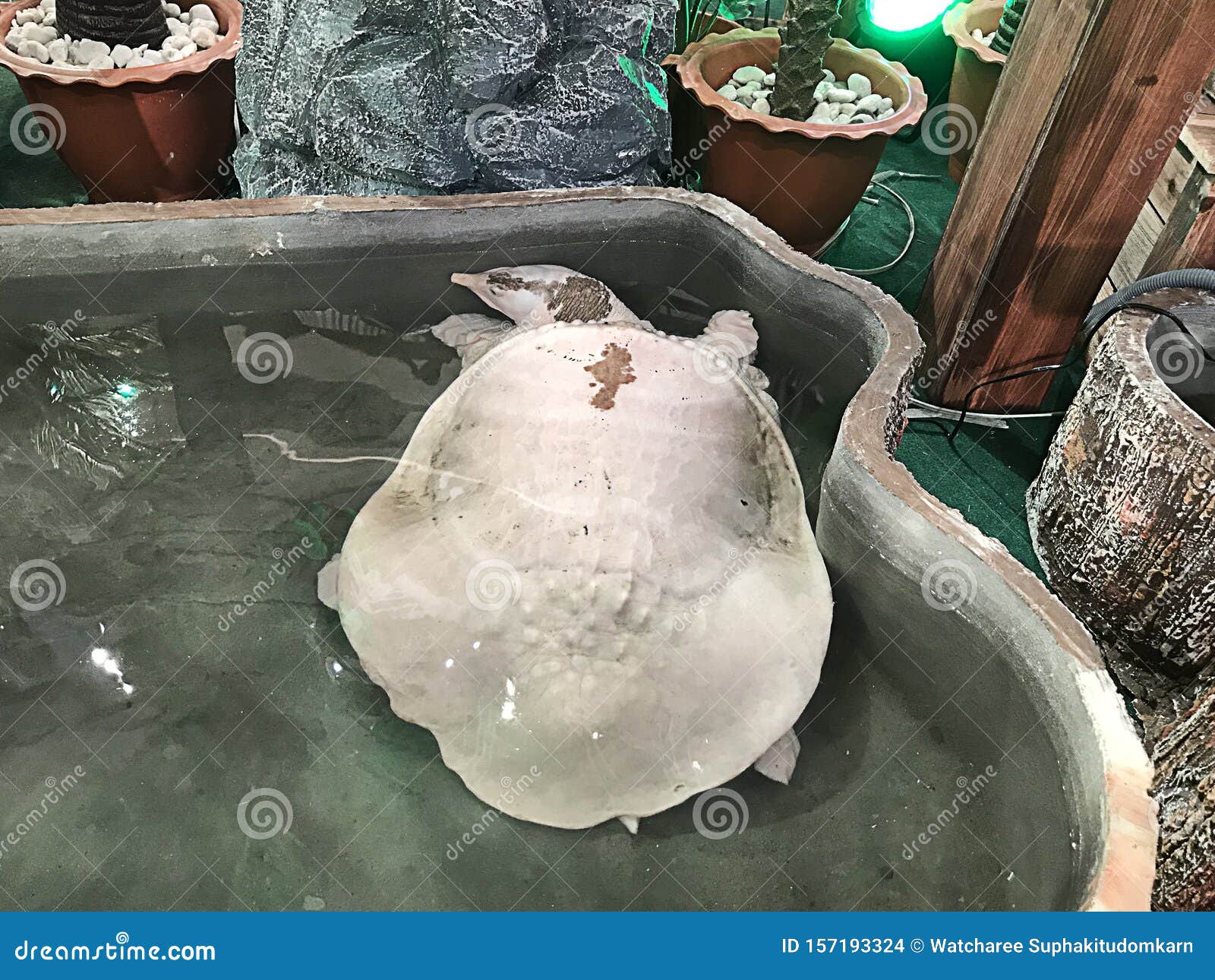 Albino softshell turtle. stock photo. Image of ecology - 157193324