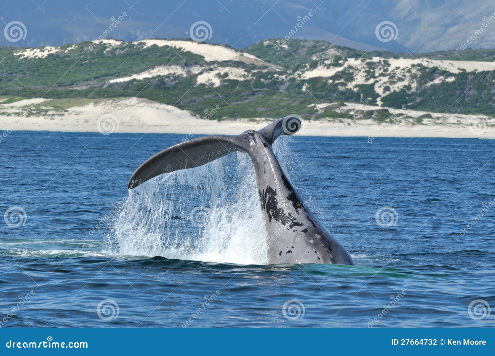 Southern Right Whales Pair. White Calf Blowing Water Above The Surface ...