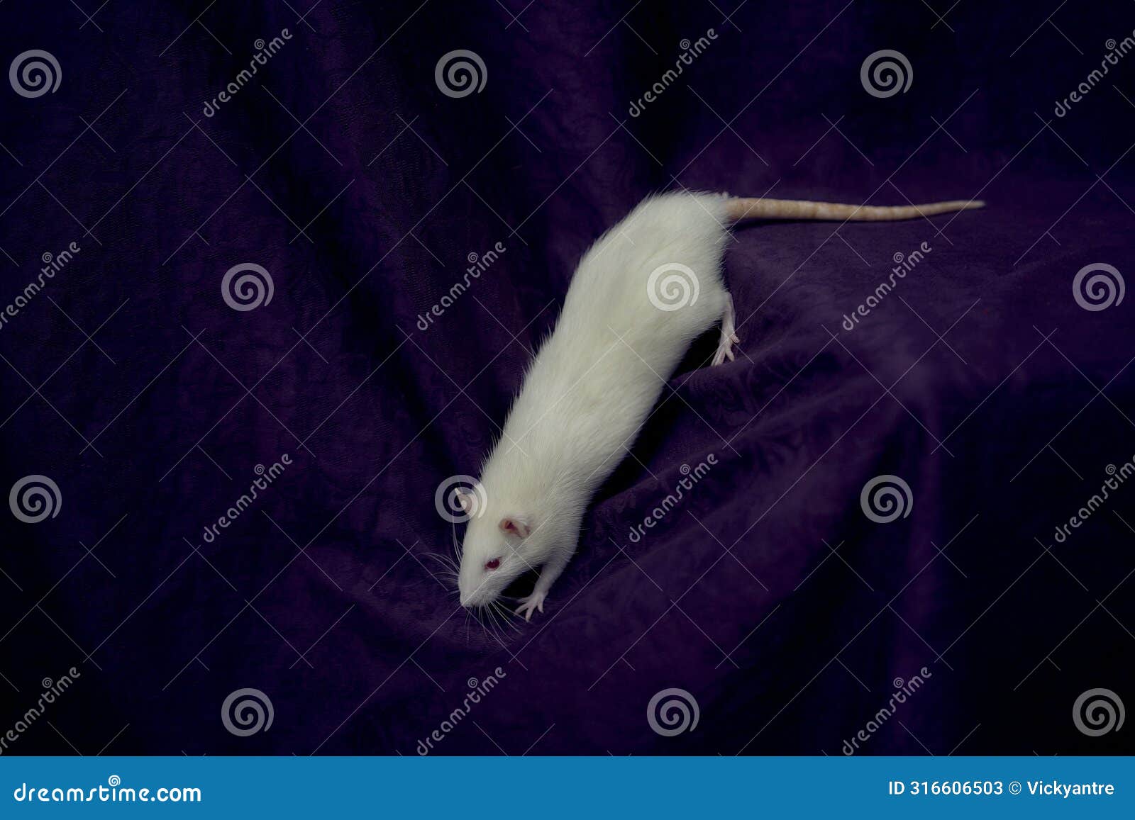 An Albino Standard Rat Cuddles with Its Owner Stock Image - Image of ...