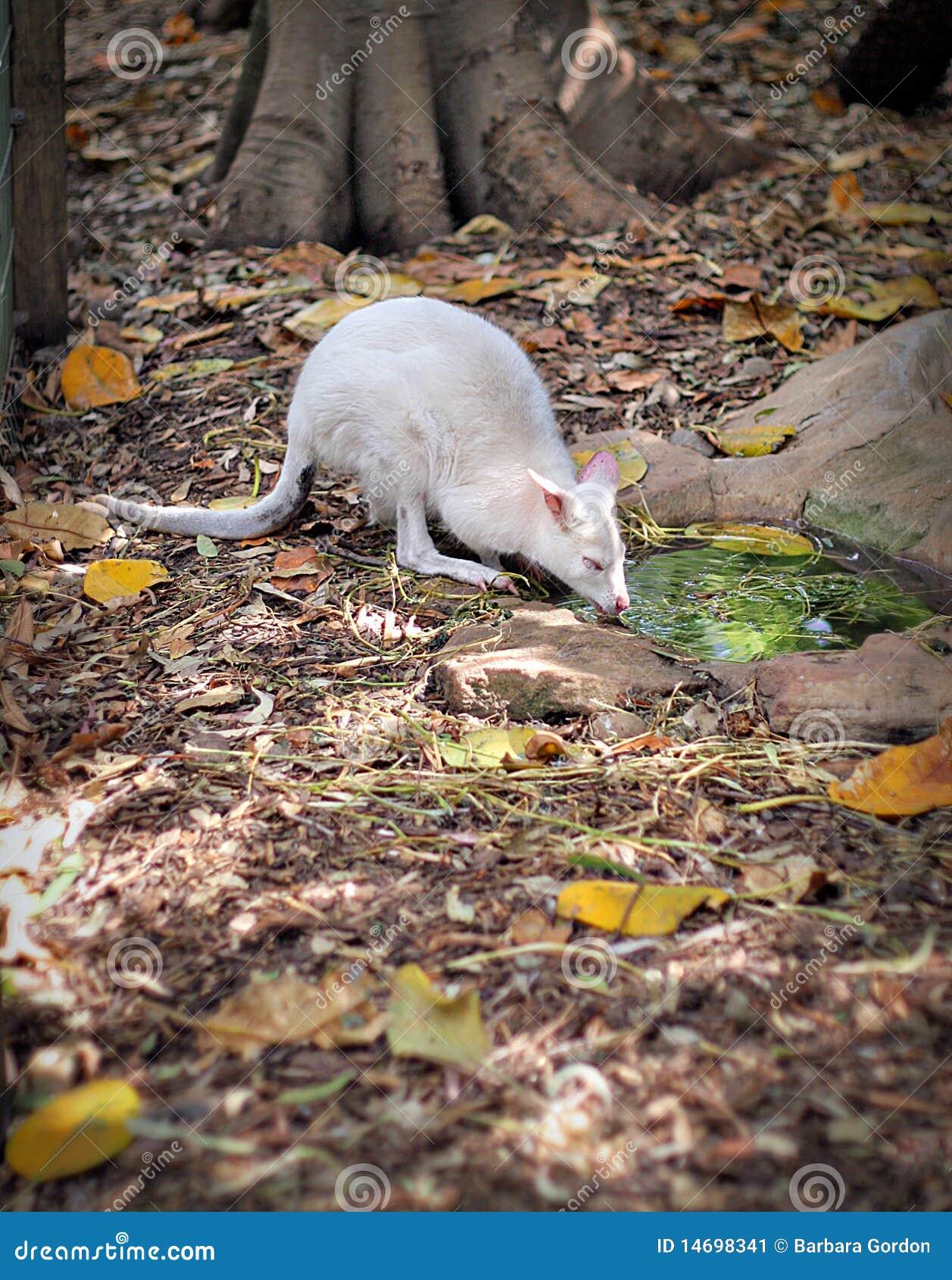 Albino Tammar Wallaby IMG_0155A Stock Image - Image of tree, wallaby ...