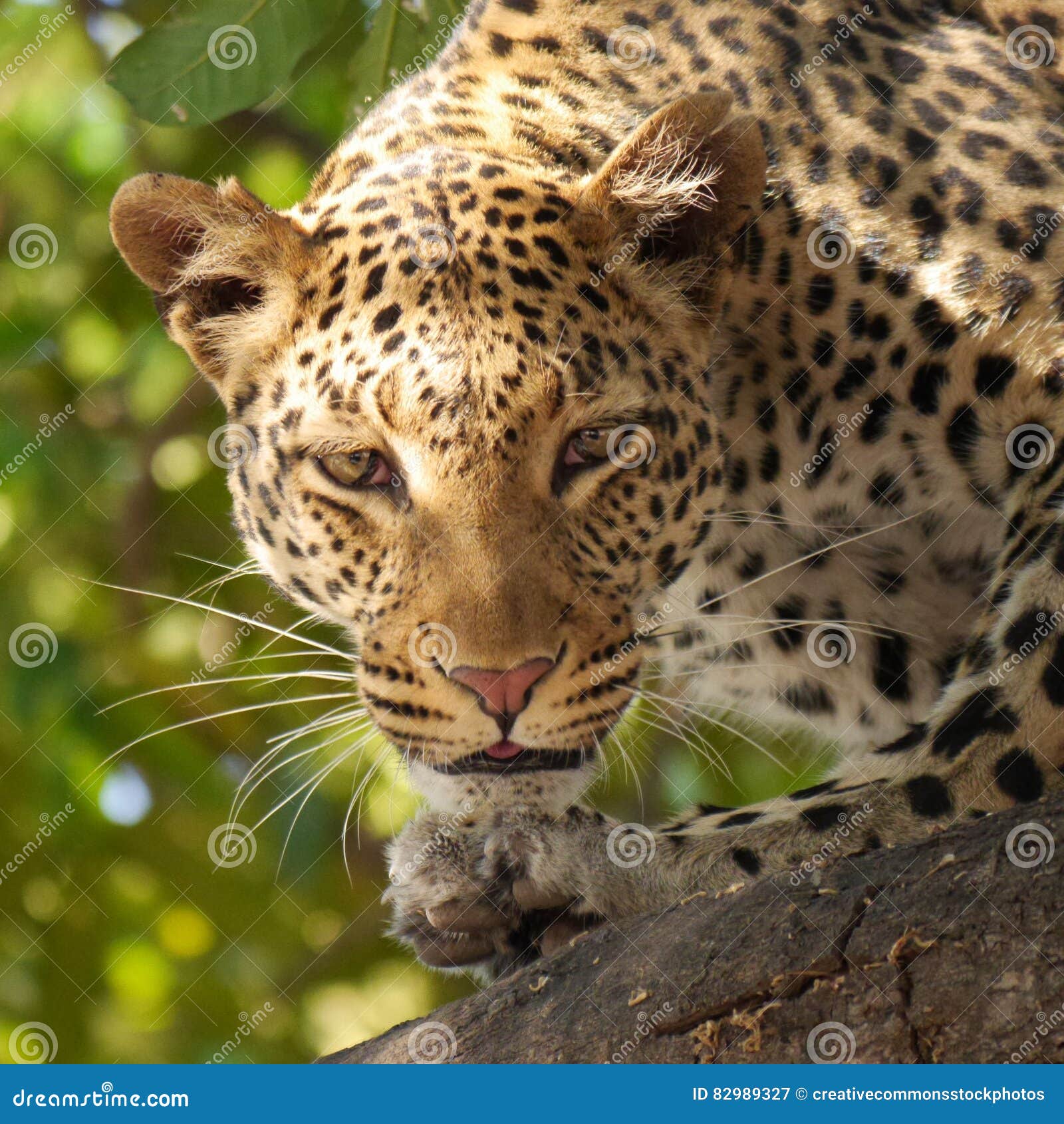 Albino Tiger Picture. Image: 82989327