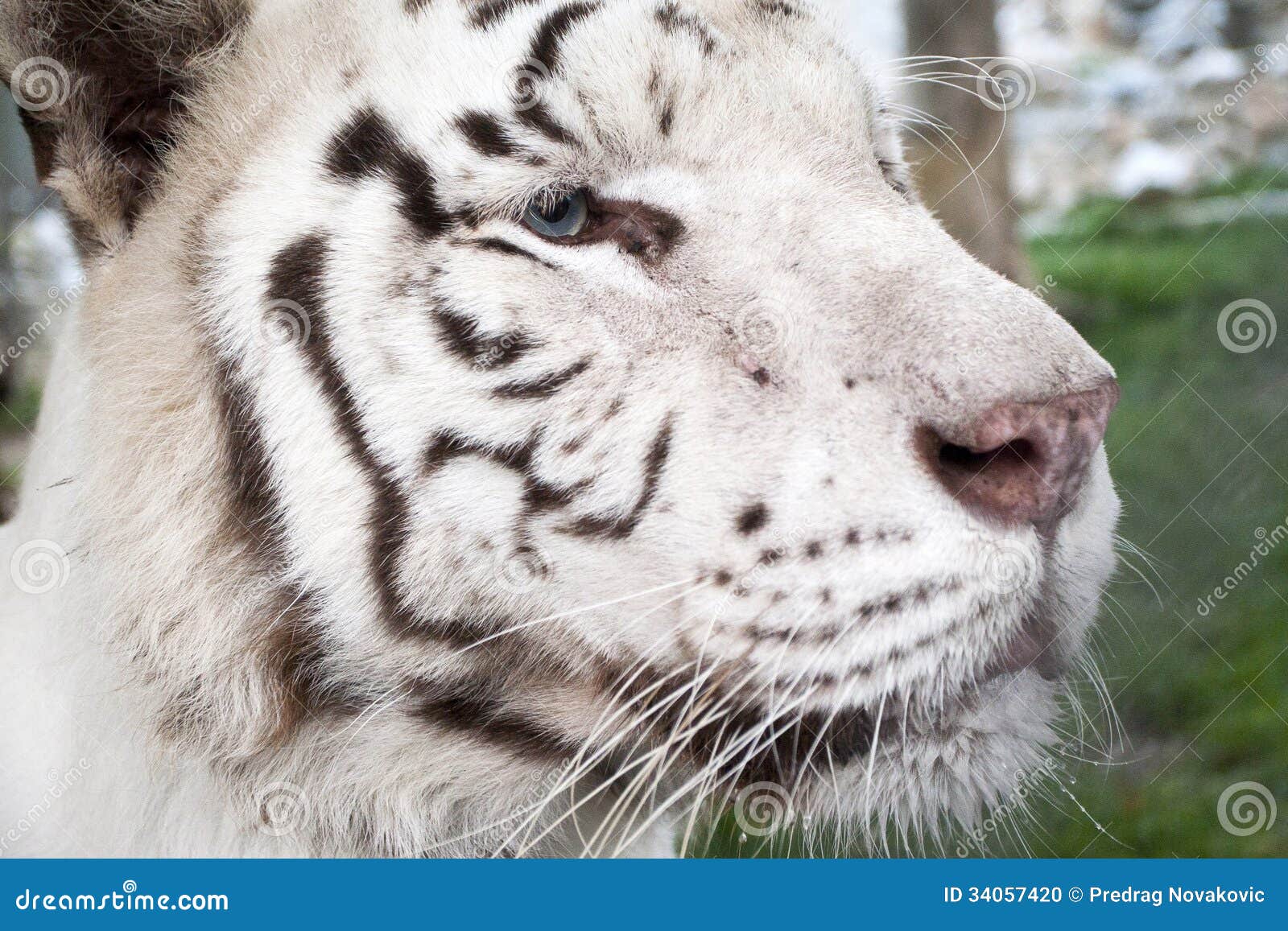 Albino tiger full face stock photo. Image of blackandwhite - 34057420