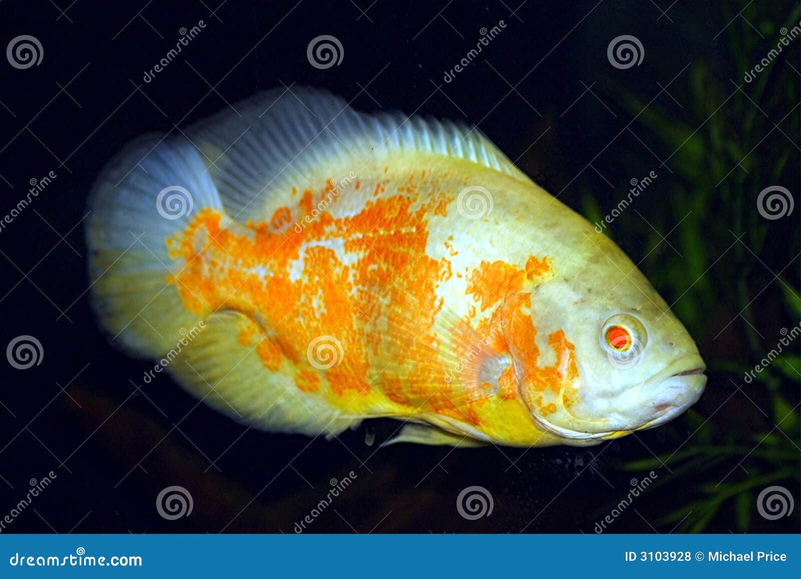 Albino Tiger Oscar stock photo. Image of cichlid, exotic - 3103928