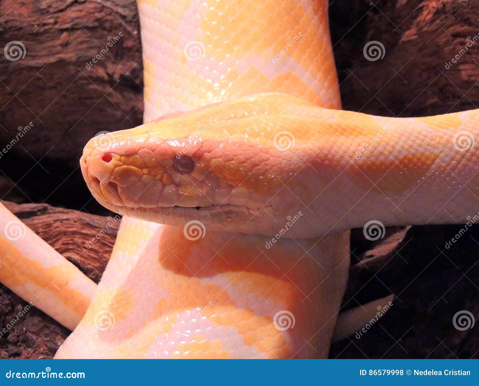 Albino Tiger Python stock photo. Image of python, wild - 86579998