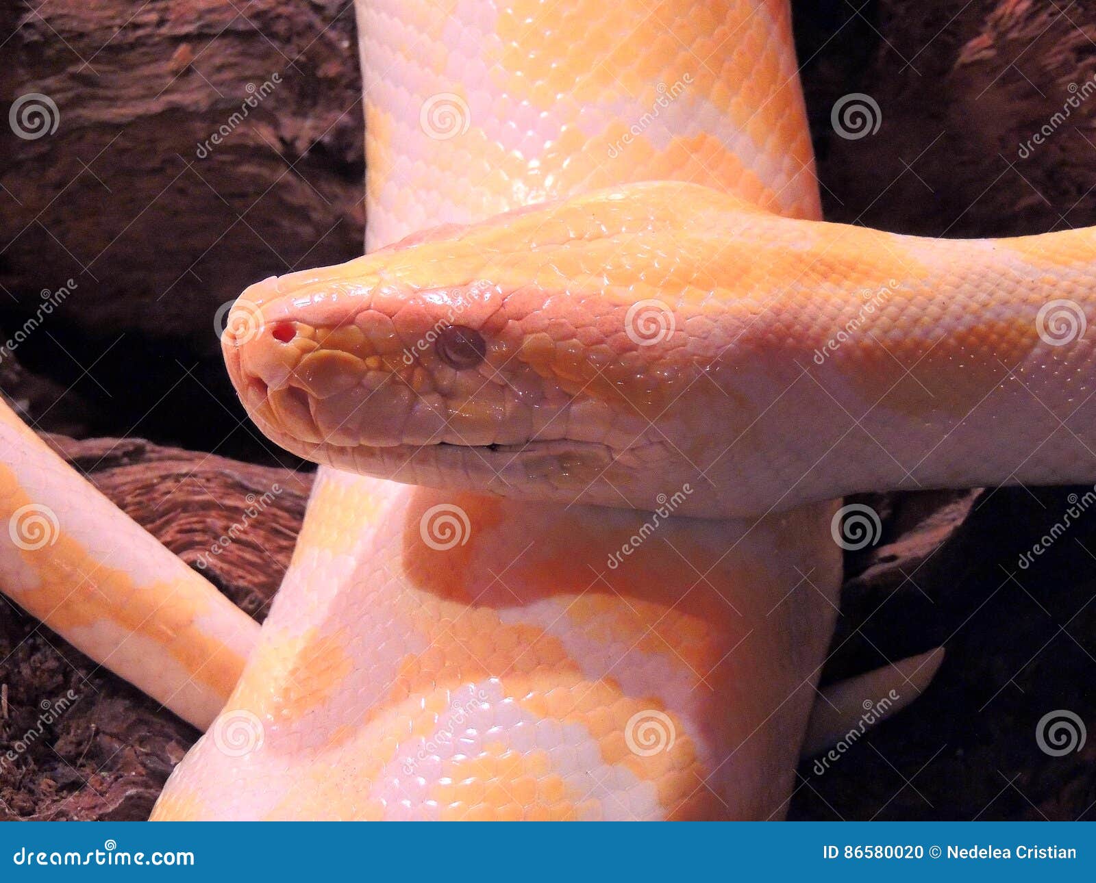 Albino Tiger Python stock photo. Image of scales, albino - 86580020