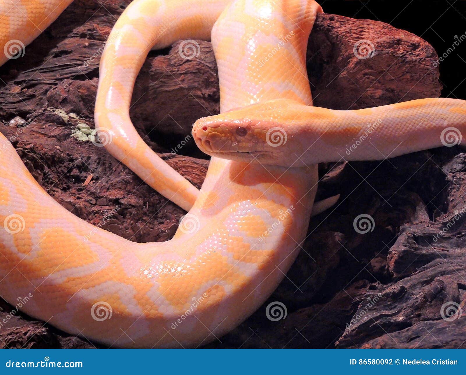 Albino Tiger Python stock photo. Image of albino, snake - 86580092