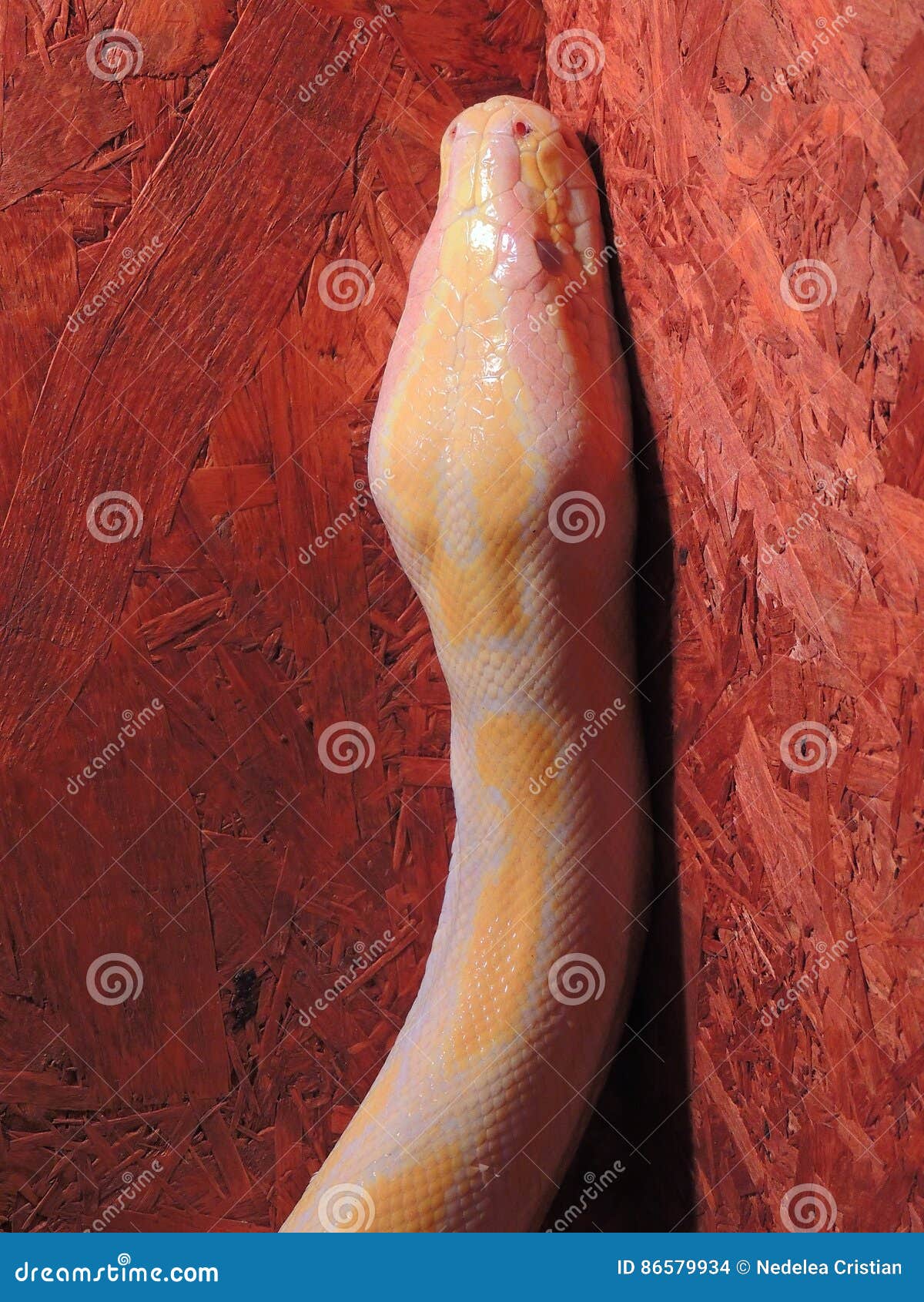 Albino Tiger Python Skin foto de archivo. Imagen de arrastrador - 86579934