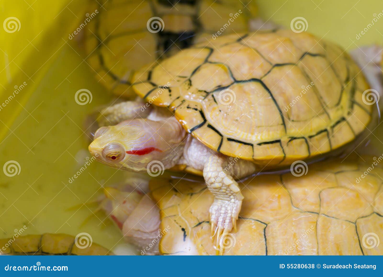 Albino tortoise stock photo. Image of hatchery, copy - 55280638