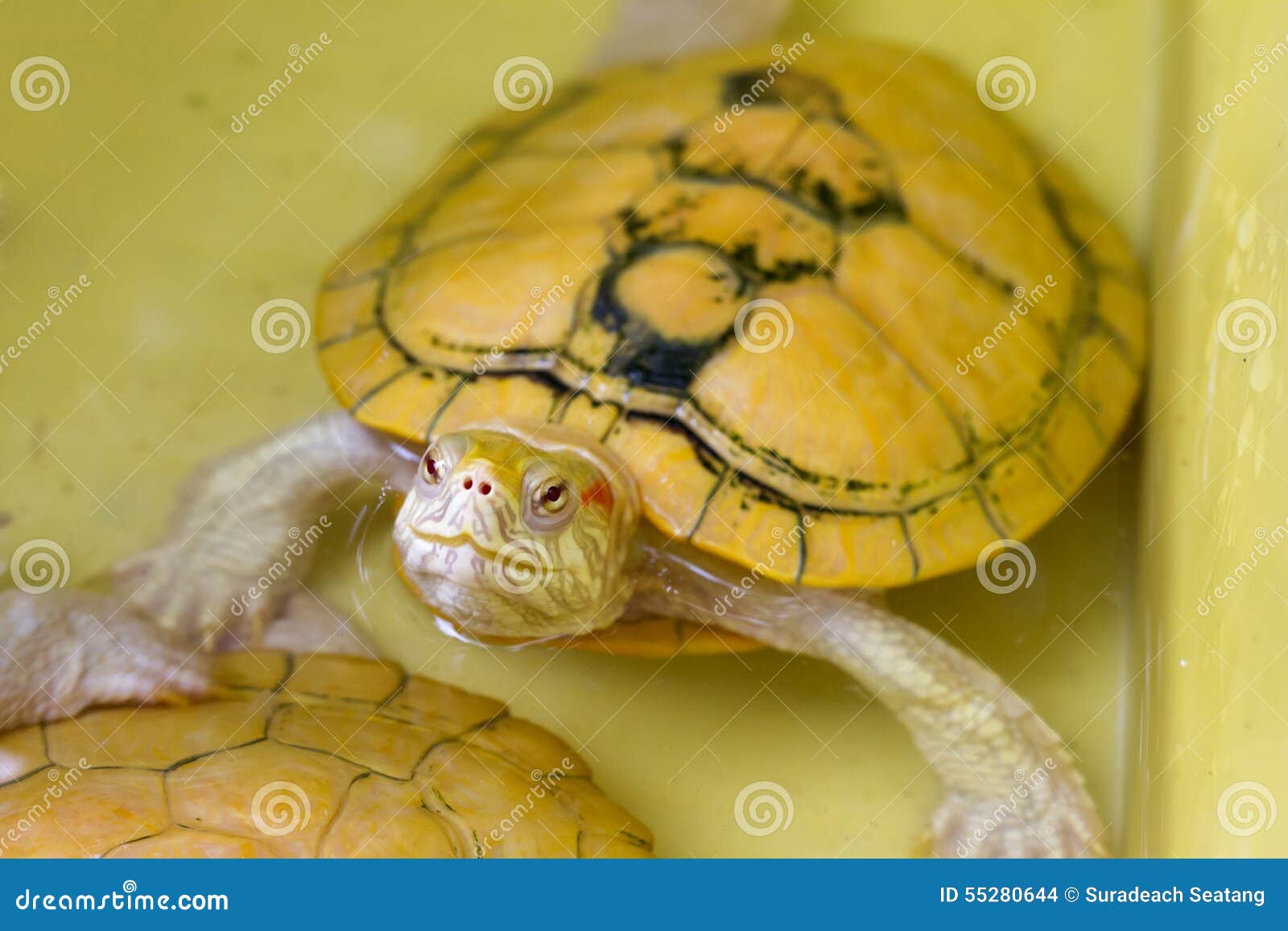 Albino tortoise stock photo. Image of herpetology, looking - 55280644