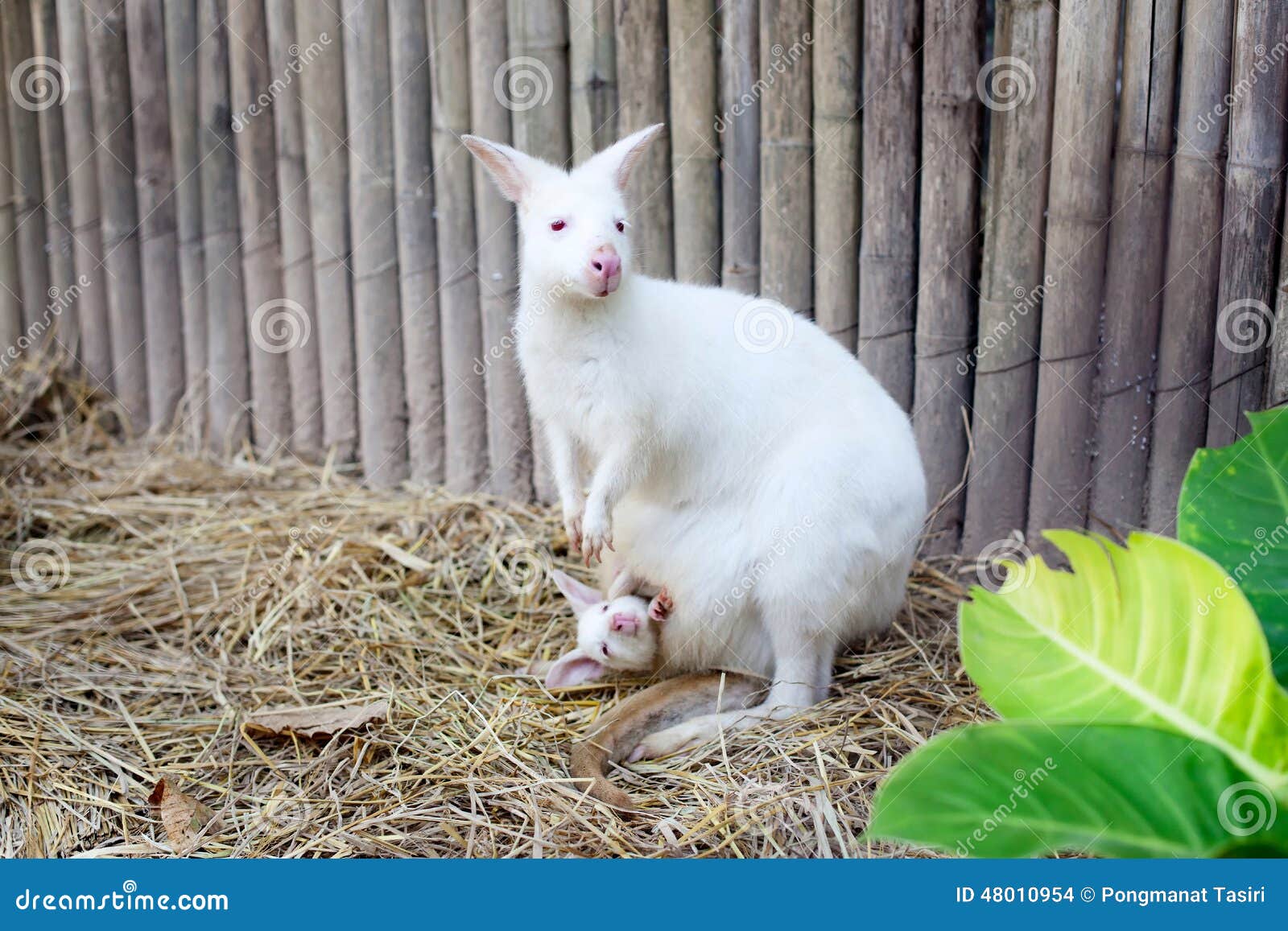 Albino Wallaby with baby stock photo. Image of agile - 48010954