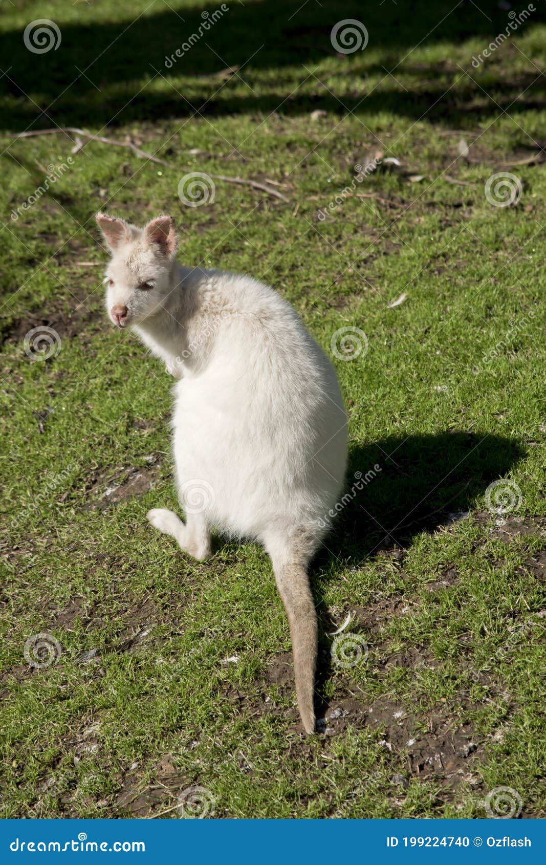 The Albino Wallaby is Resting on the Grass Stock Photo - Image of ...