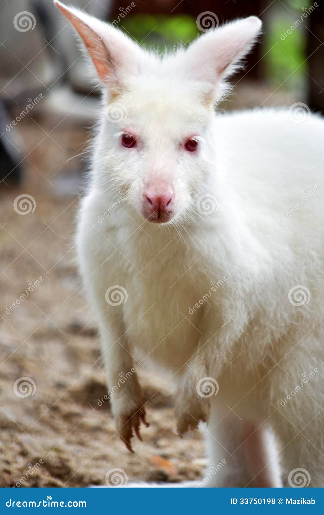 Albino wallaby stock photo. Image of park, pink, beautiful - 33750198