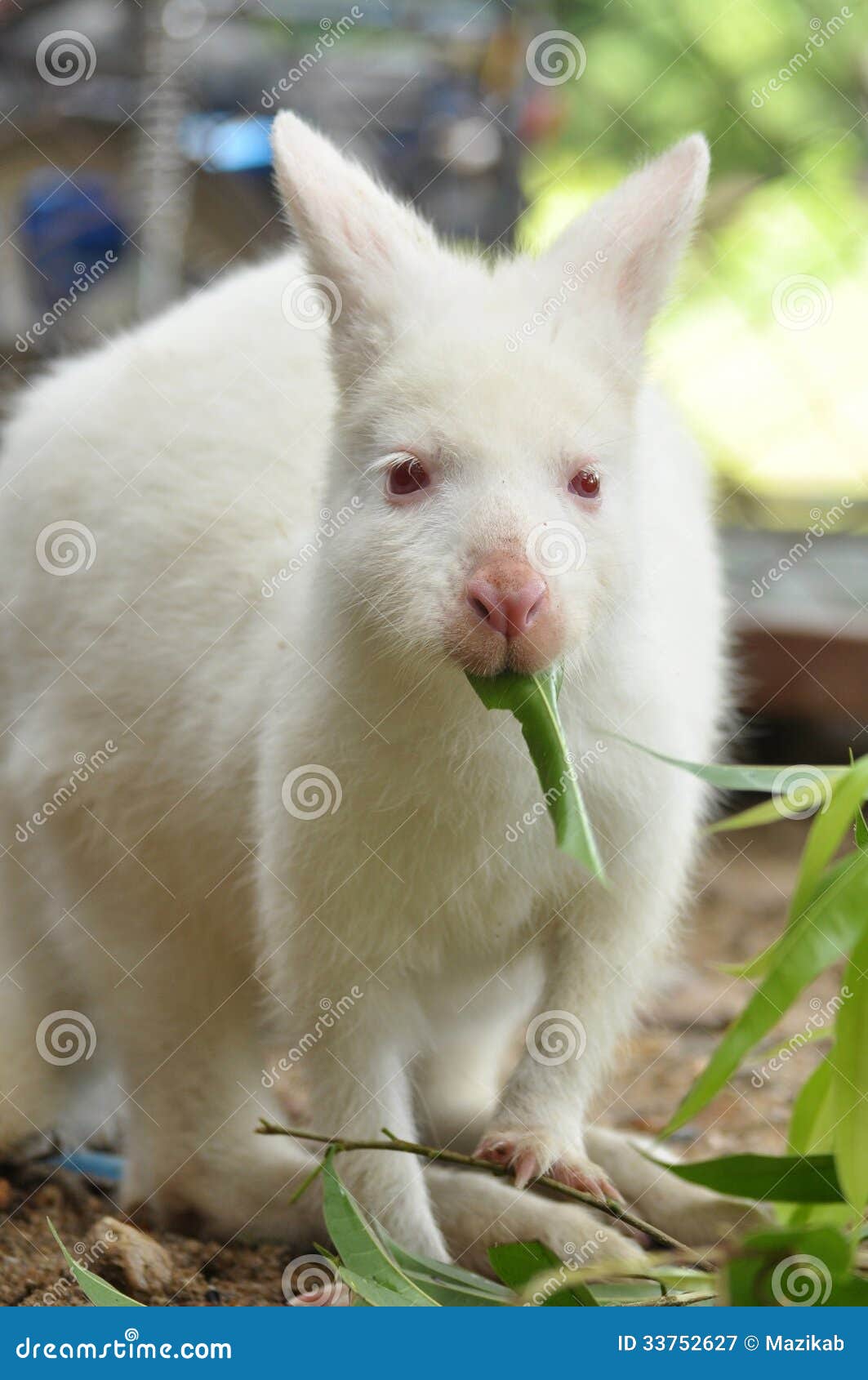 Albino wallaby stock image. Image of kangaroo, pink, cute - 33752627