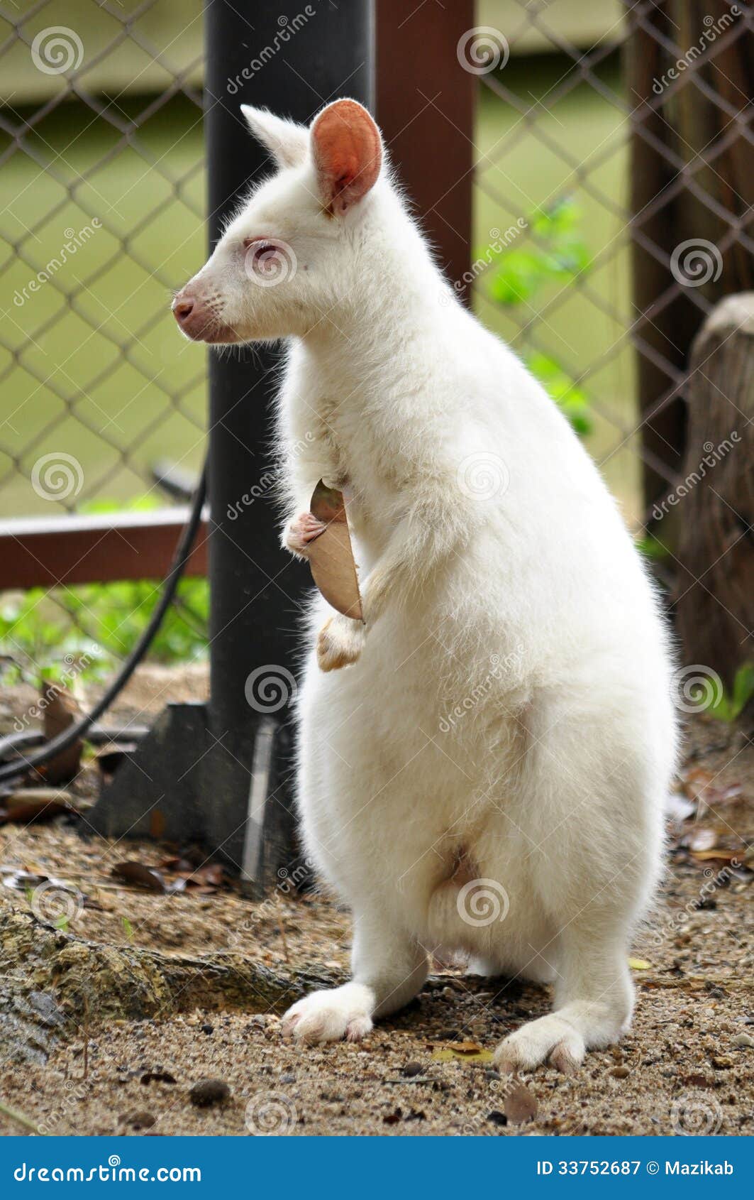 Albino wallaby stock image. Image of outback, cute, pink - 33752687