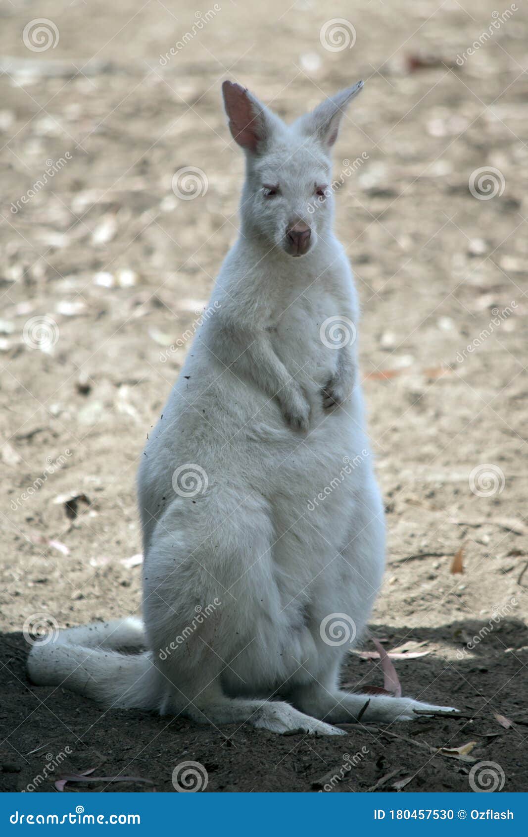 The Albino Wallaby is Standing on Its Hind Legs Stock Photo - Image of ...